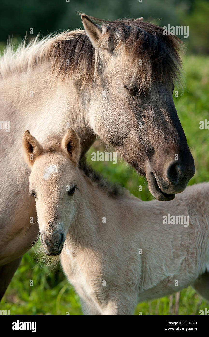 Filly hi-res stock photography and images - Alamy