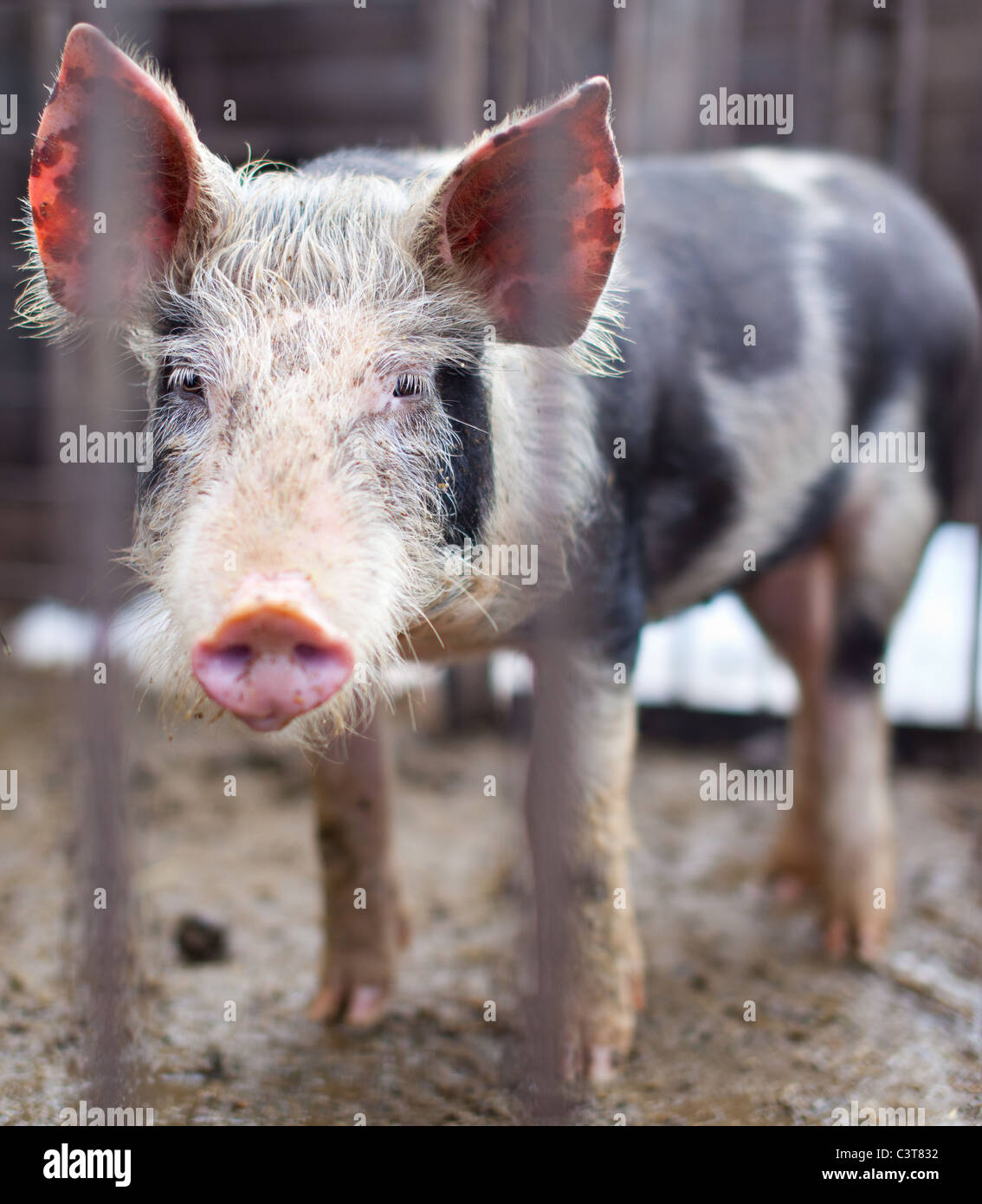 Baby pig behind bars in a pigsty Stock Photo - Alamy