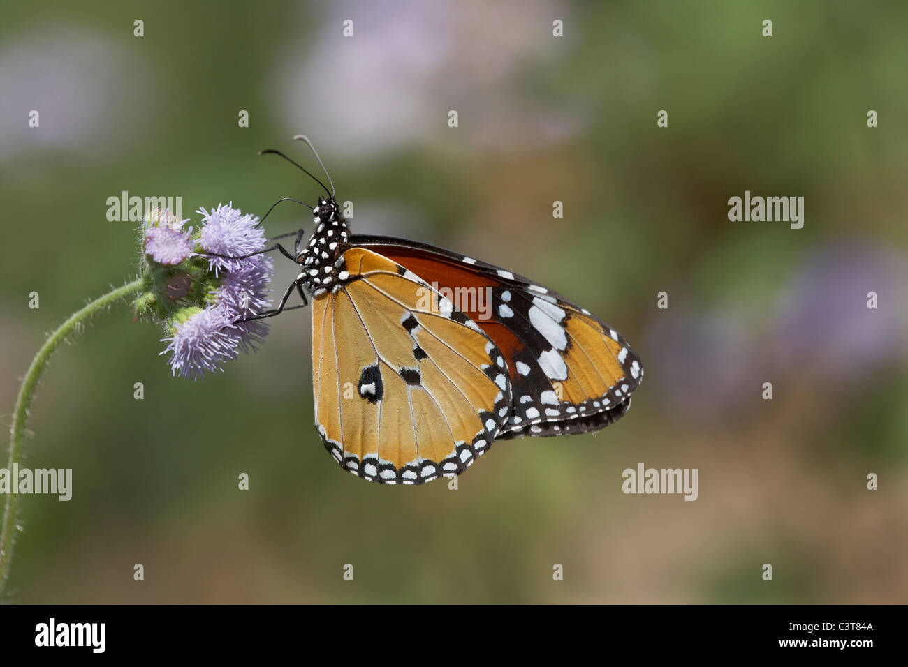 Plain tiger hi-res stock photography and images - Alamy