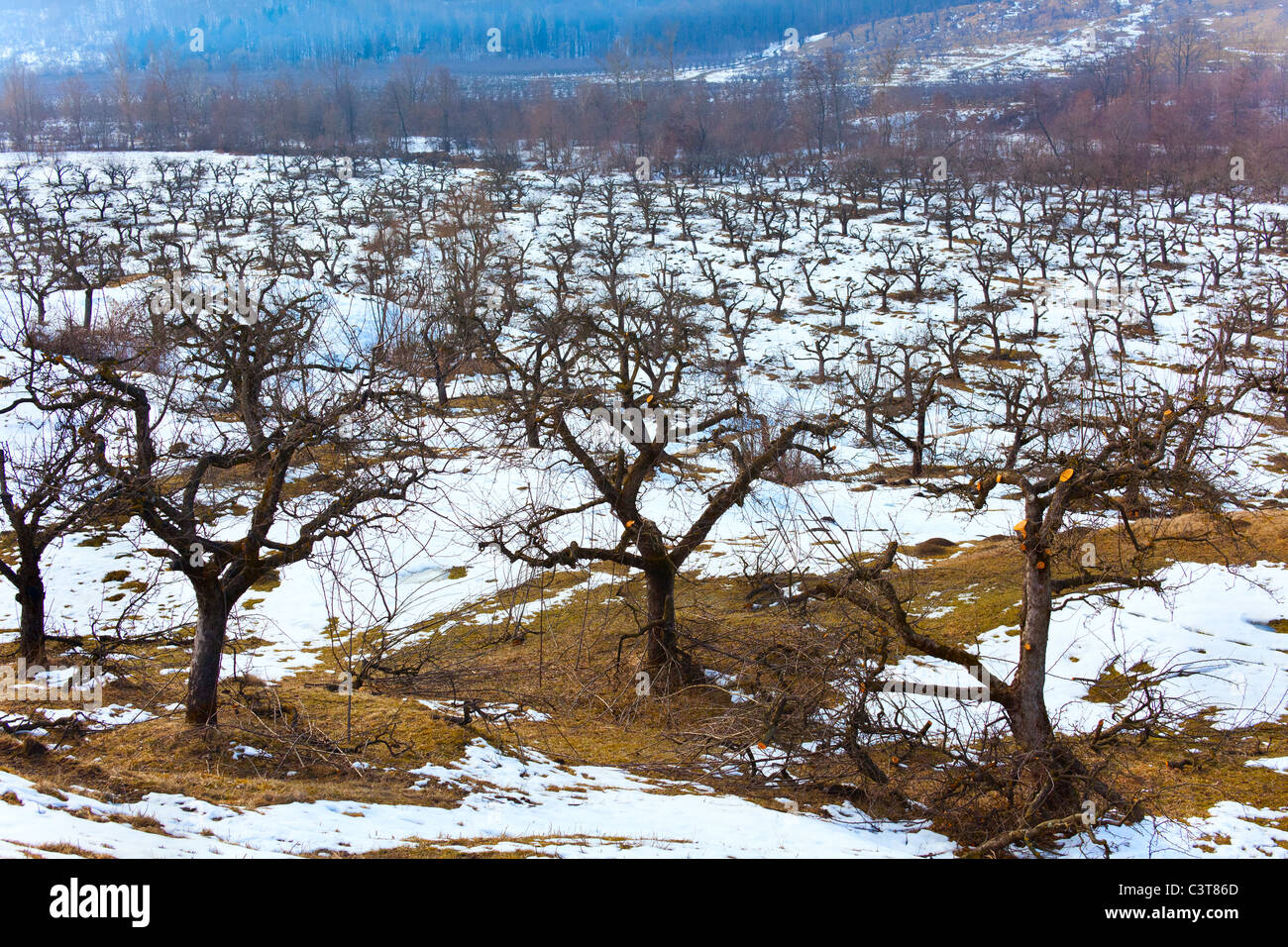 Countryside landscape with an orchard in the winter Stock Photo - Alamy