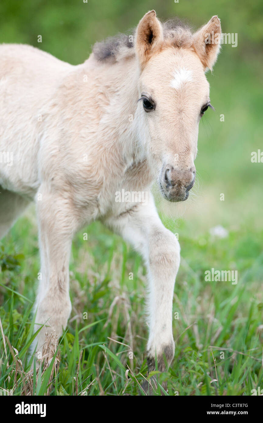 Filly hi-res stock photography and images - Alamy