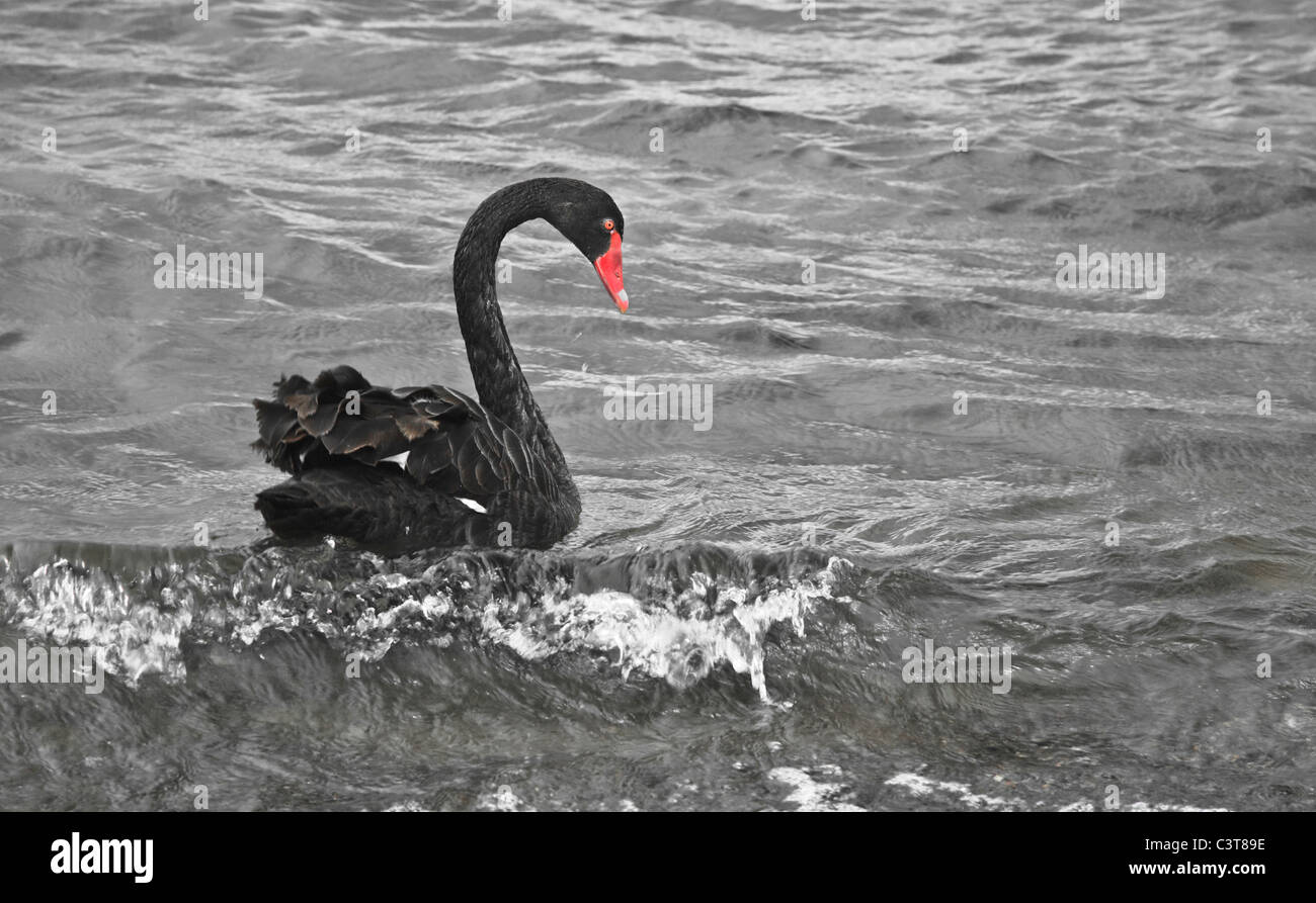 Surf the wave hi-res stock photography and images - Alamy