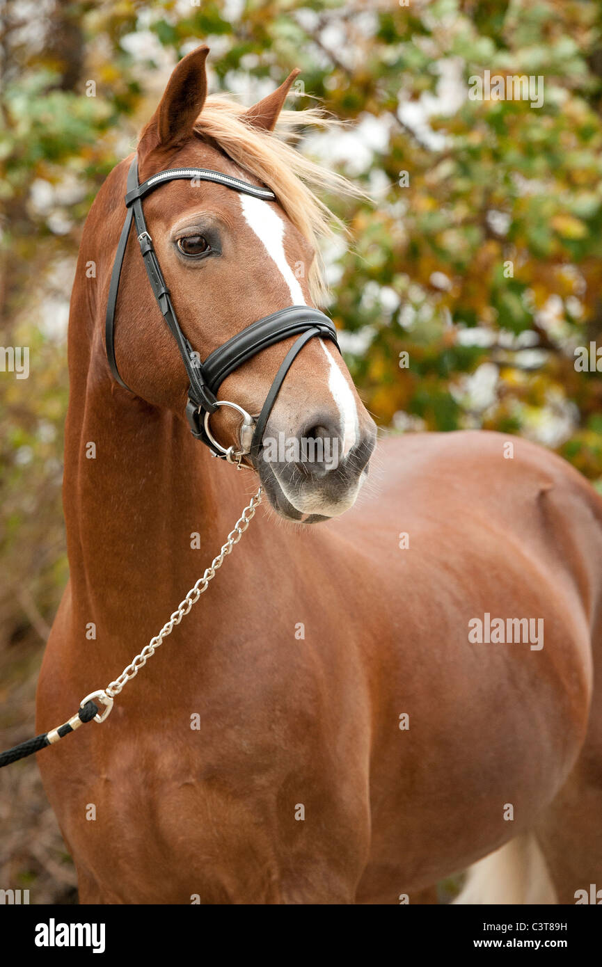 Welsh stallion hi-res stock photography and images - Alamy