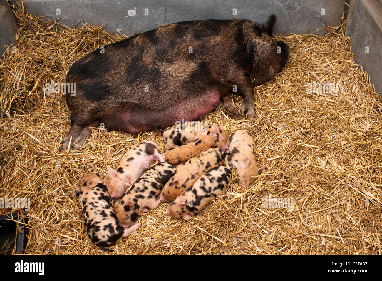 Mother pig hi-res stock photography and images - Alamy
