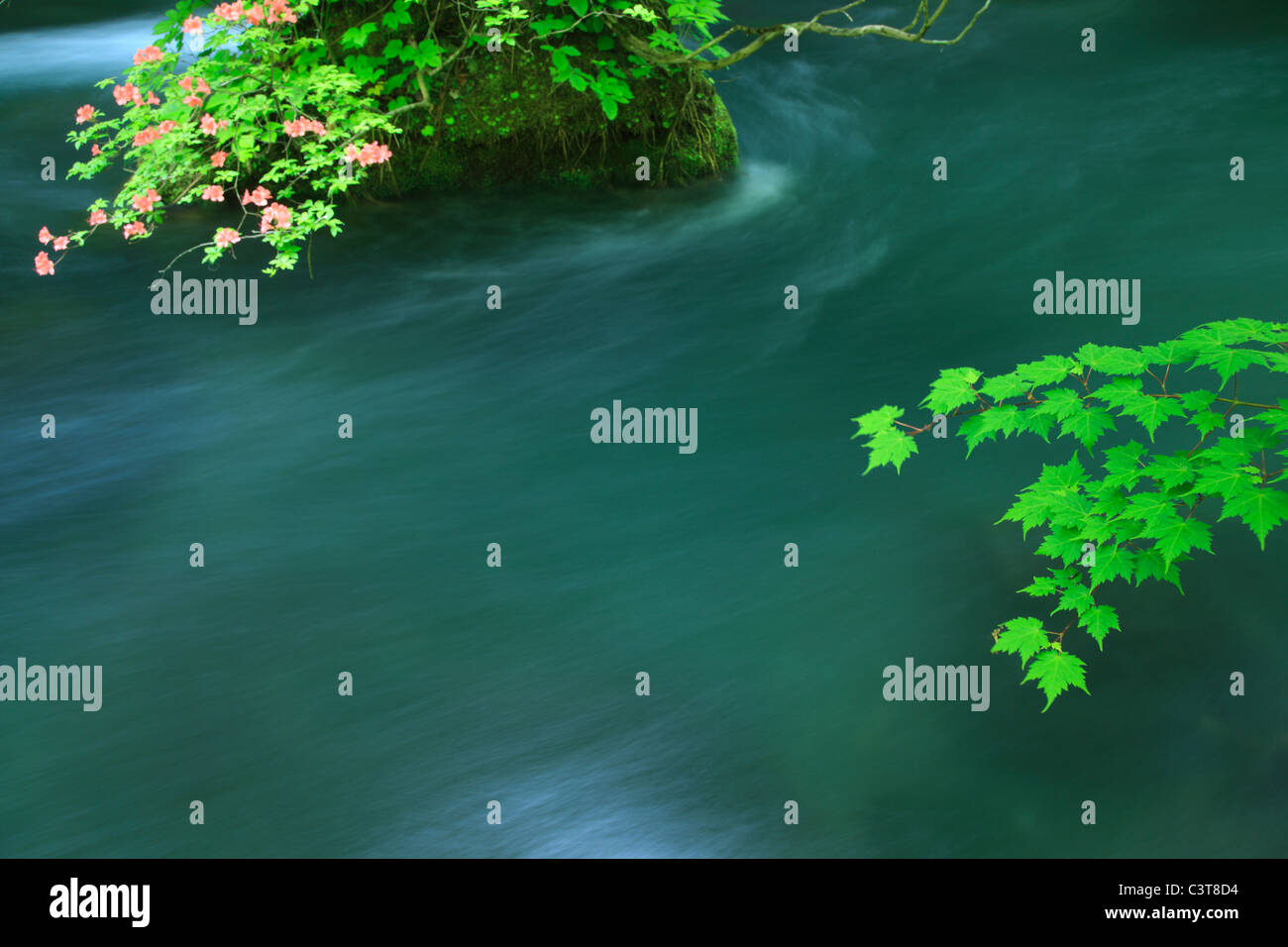 water spring in forest Stock Photo - Alamy