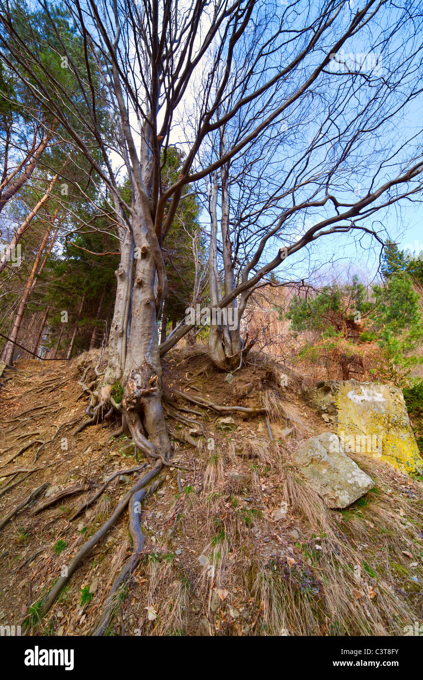 Landscape with an old large tree with roots over the ground Stock Photo ...