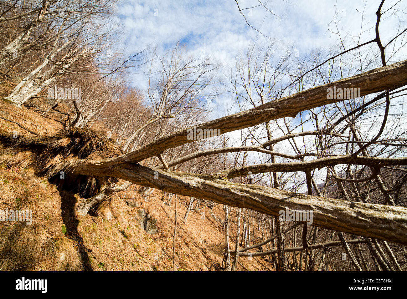 Landscape with a dead tree fallen to the ground Stock Photo - Alamy