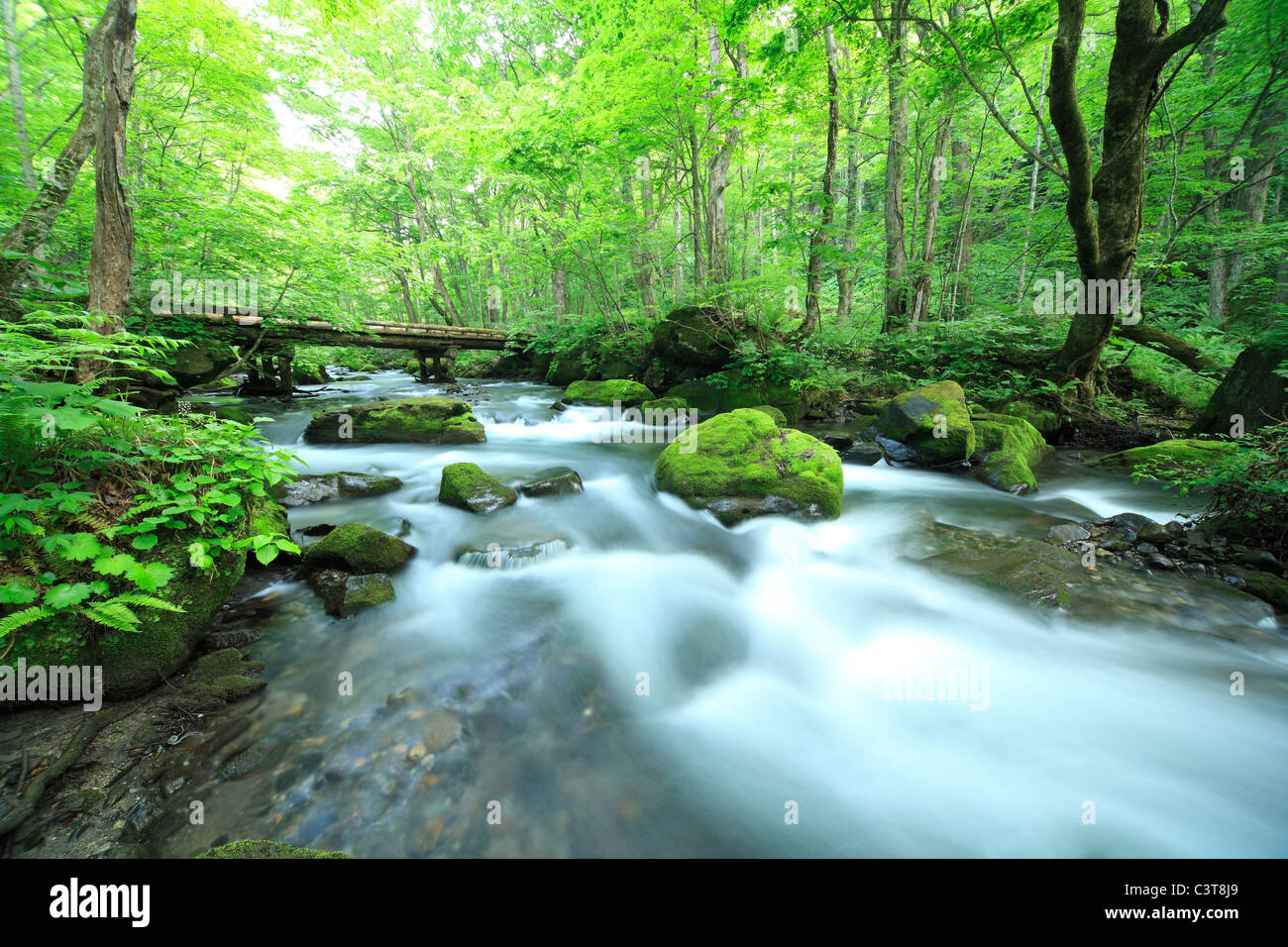 water spring in forest Stock Photo - Alamy