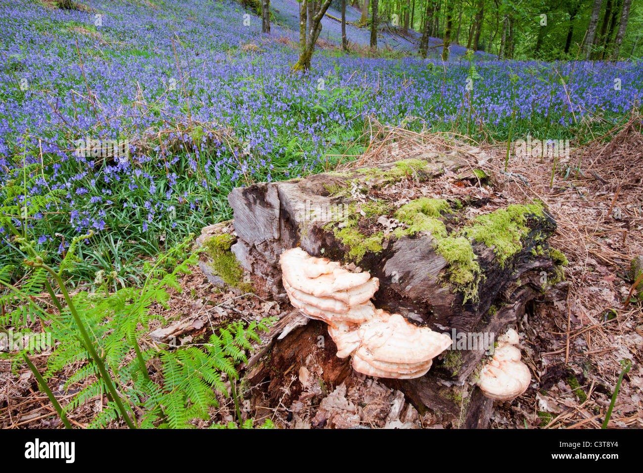 Funghi flower hi-res stock photography and images - Alamy