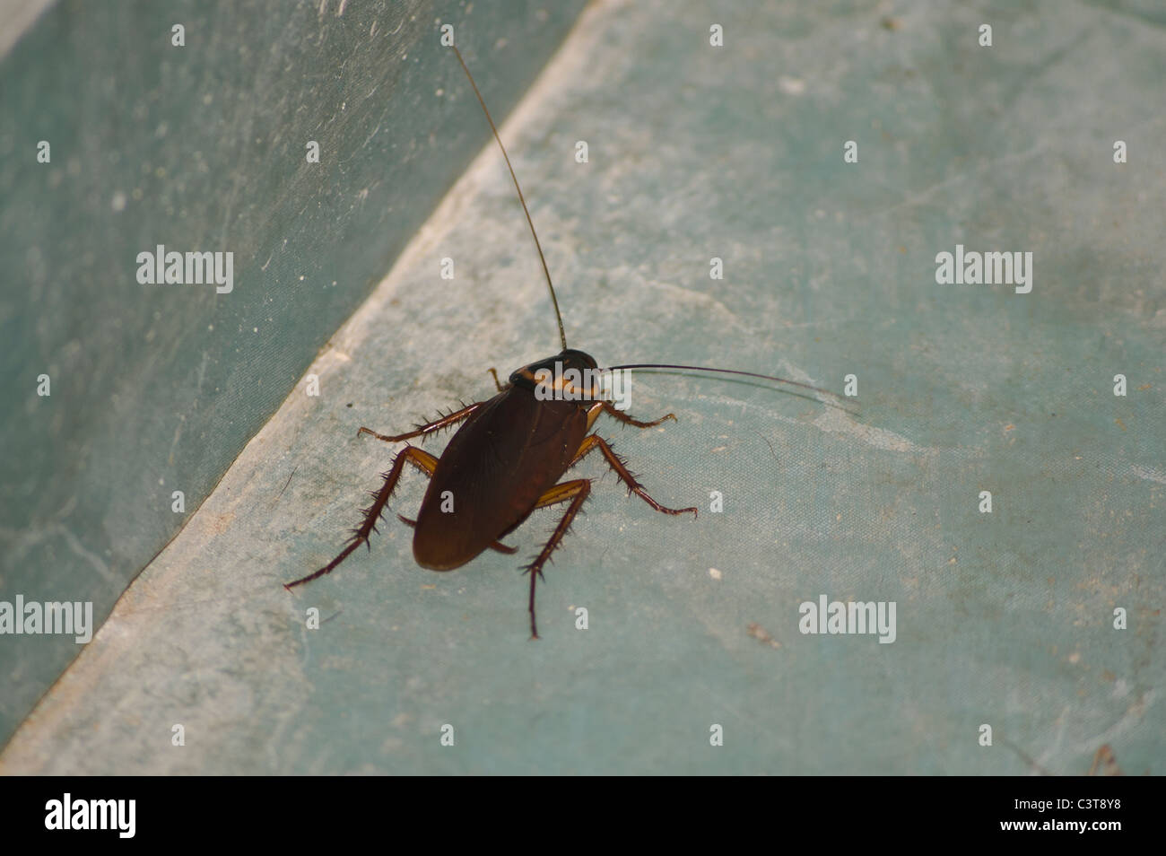 Cockroach roach hi-res stock photography and images - Alamy