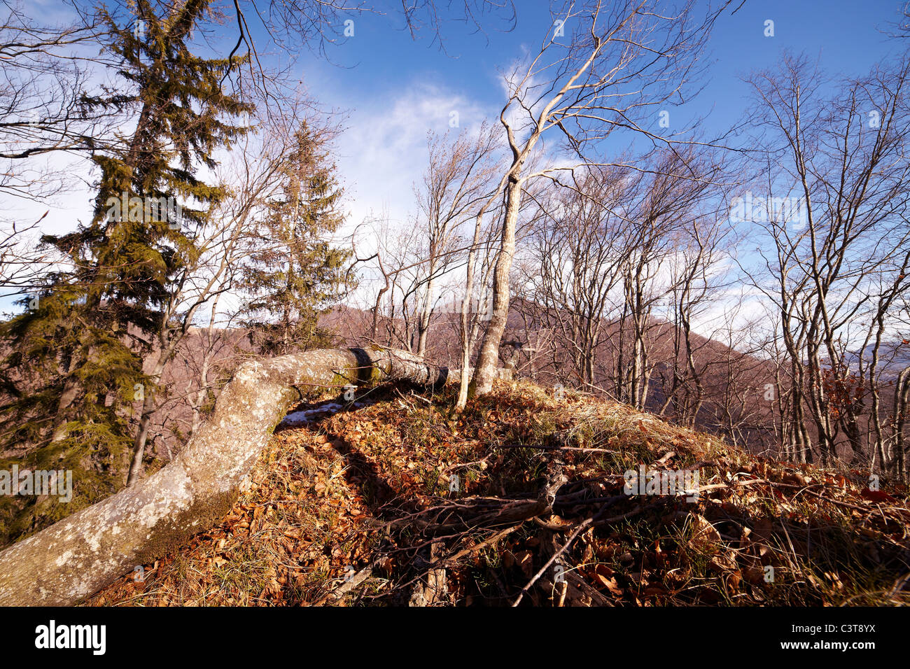Landscape with fallen tree in the mountains Stock Photo - Alamy