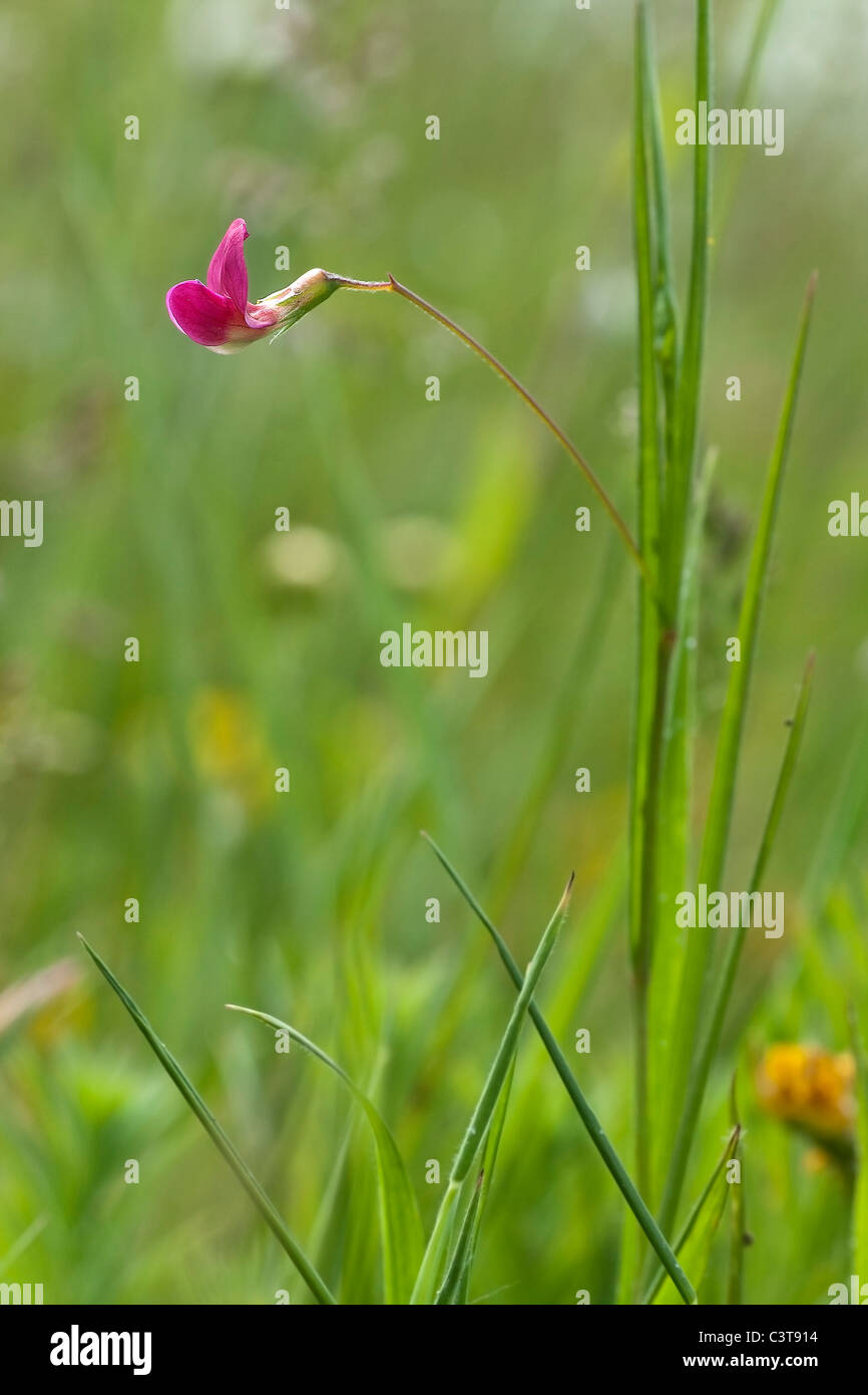Grass Vetchling - Lathyrus nissolia Stock Photo - Alamy