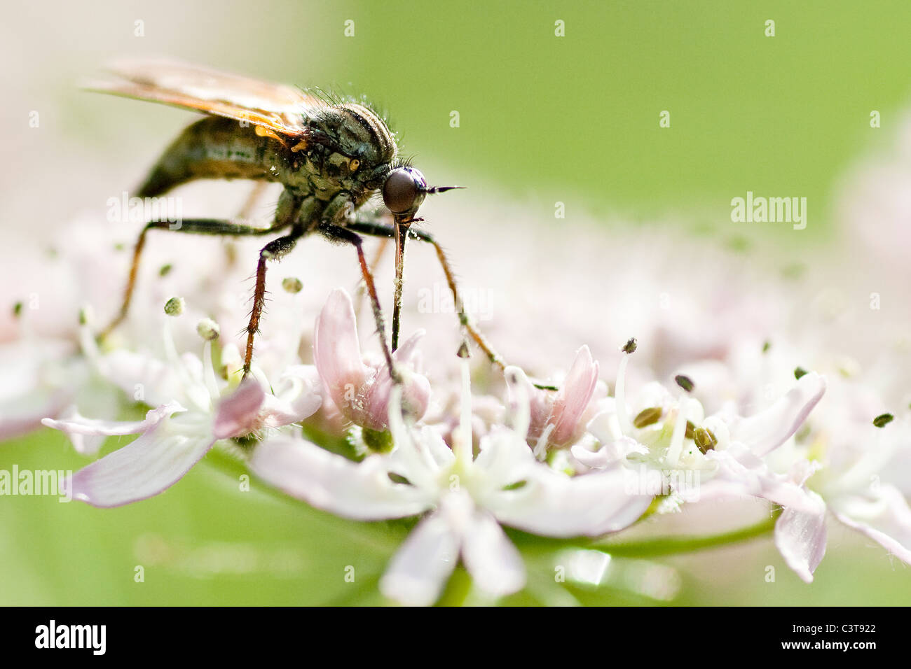 Dance fly hi-res stock photography and images - Alamy