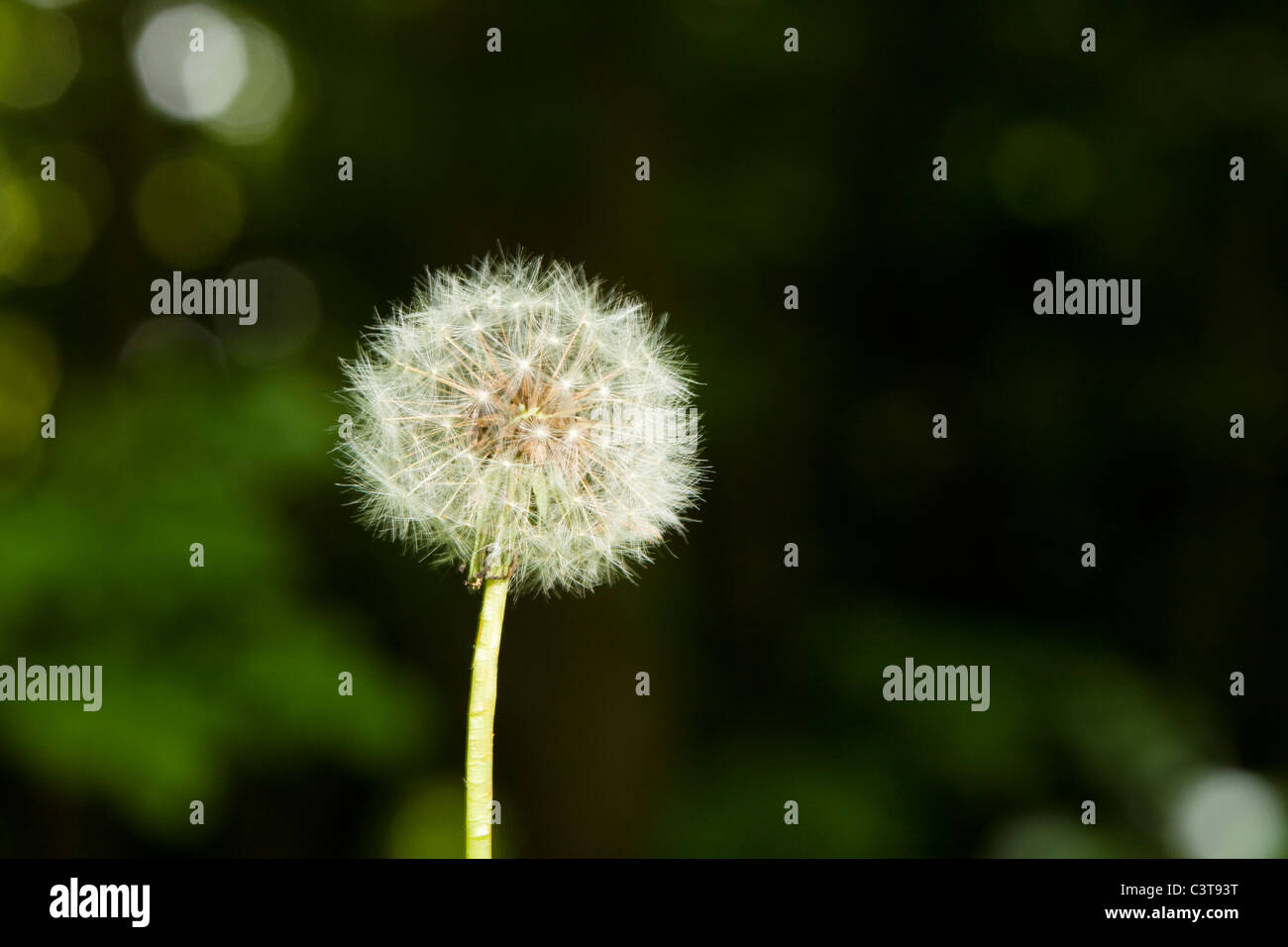 Dandelion Taraxacum officinale seedhead, Kent, UK, spring Stock Photo ...