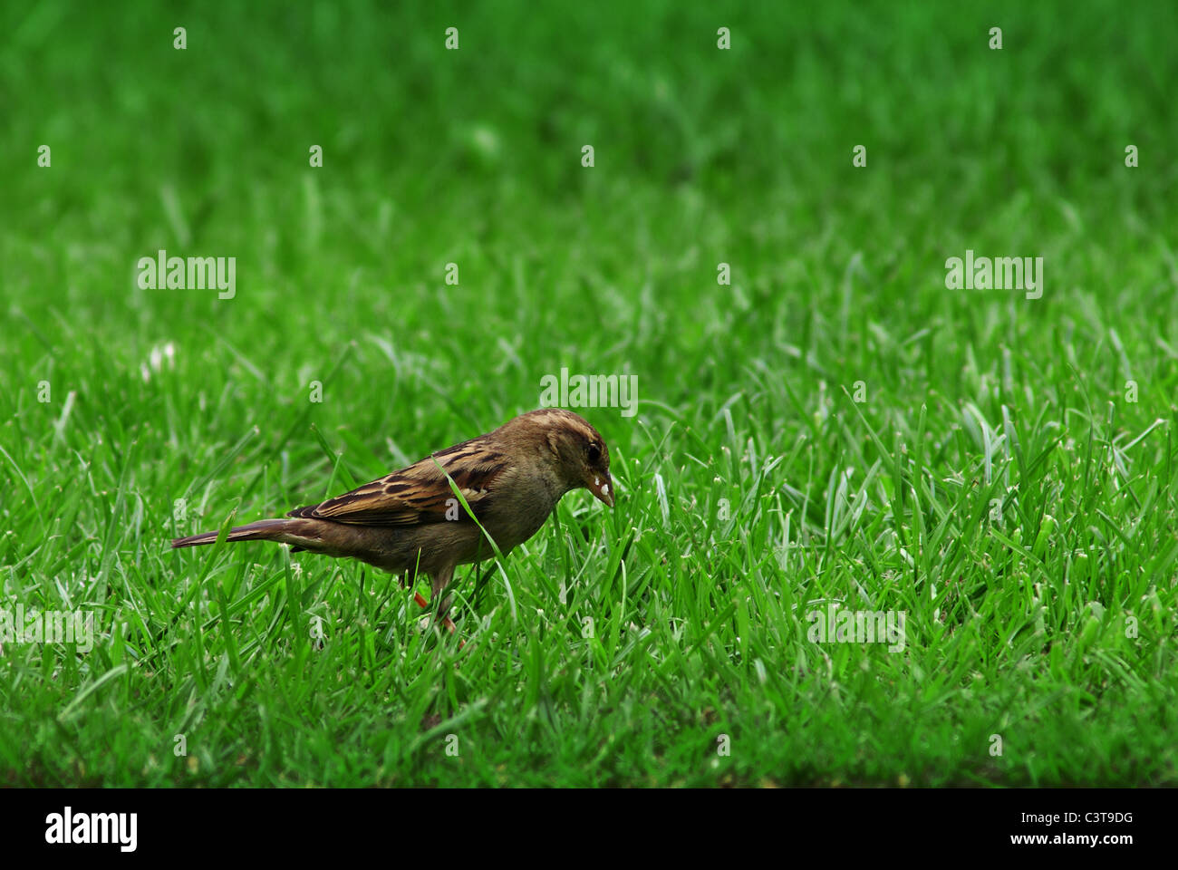native British house sparrow Stock Photo - Alamy