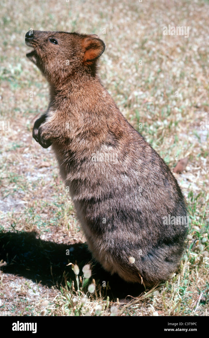 Quokka (Setonix brachyurus: Macropodidae) Australia Stock Photo - Alamy