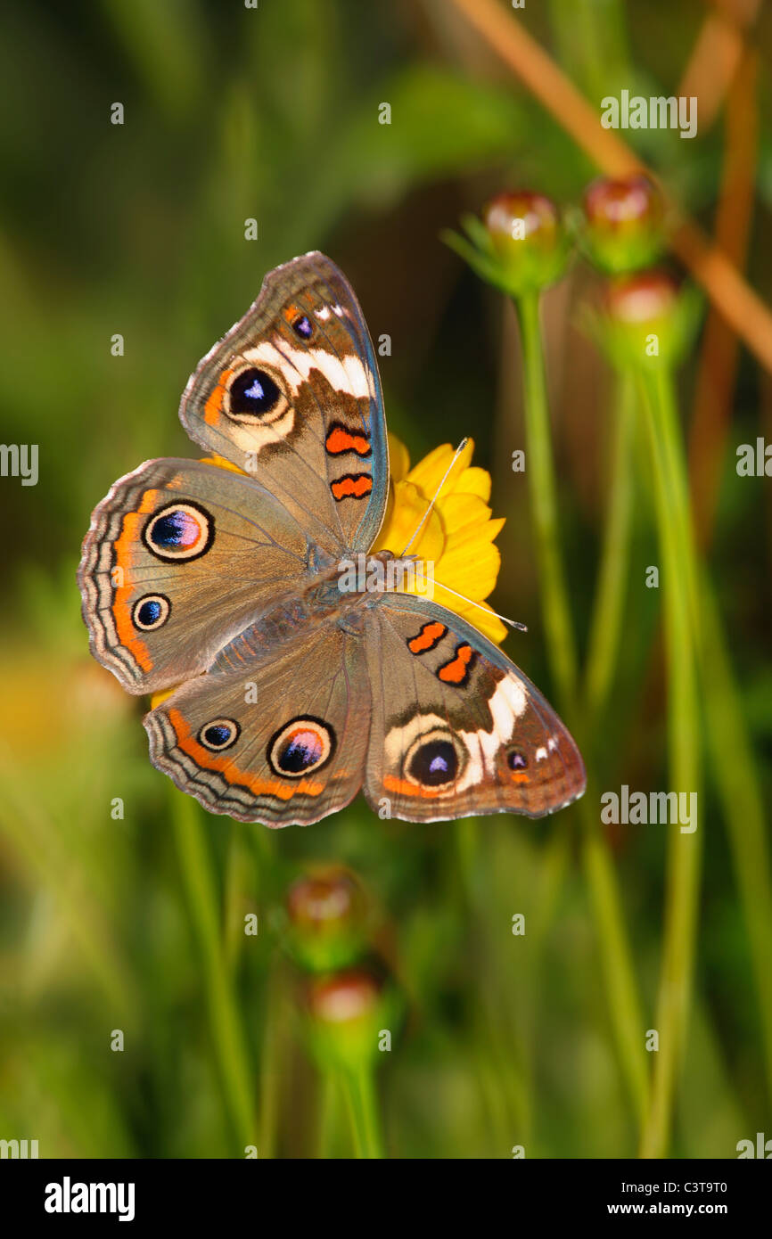A Small Colorful Butterfly, The Common Buckeye, Top Down View, Junonia ...