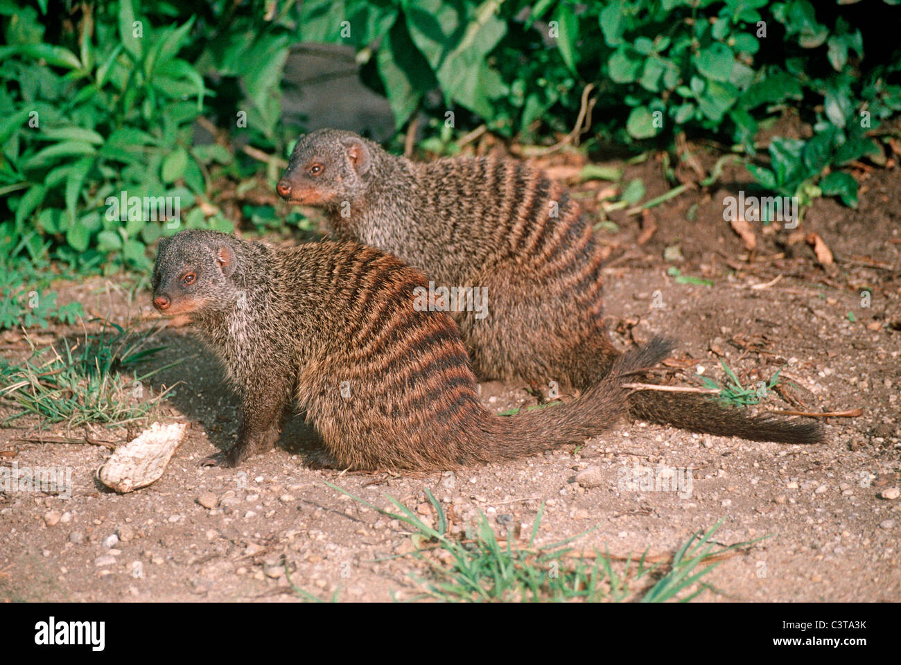Banded mongoose (Mungos mungo: Herpestidae) sitting around in daytime ...