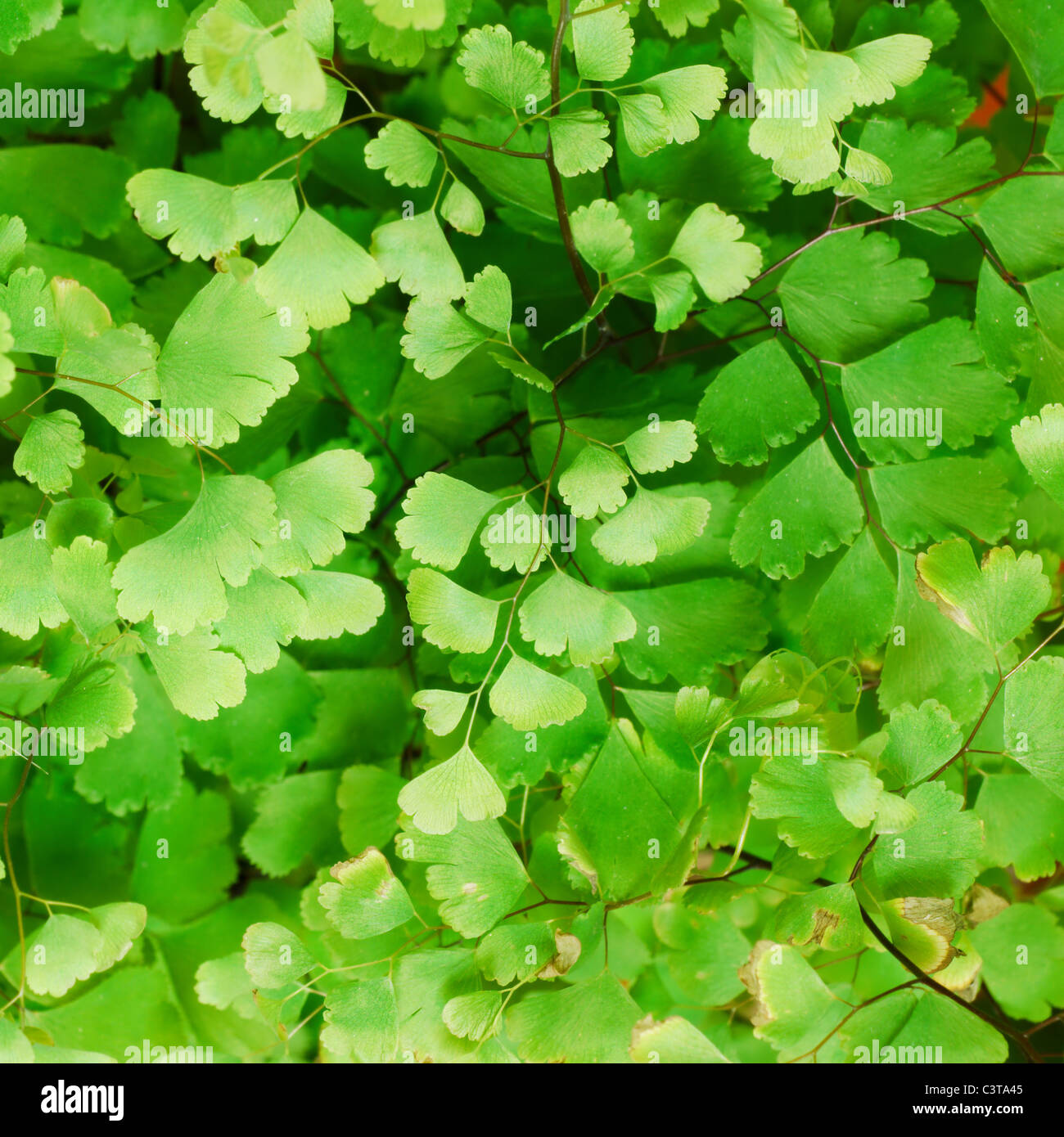 Himalayan maidenhair fern hi-res stock photography and images - Alamy
