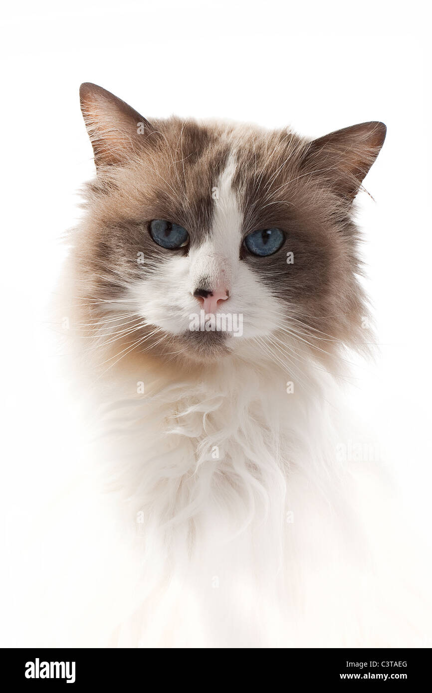 Long haired ragdoll cat hi-res stock photography and images - Alamy
