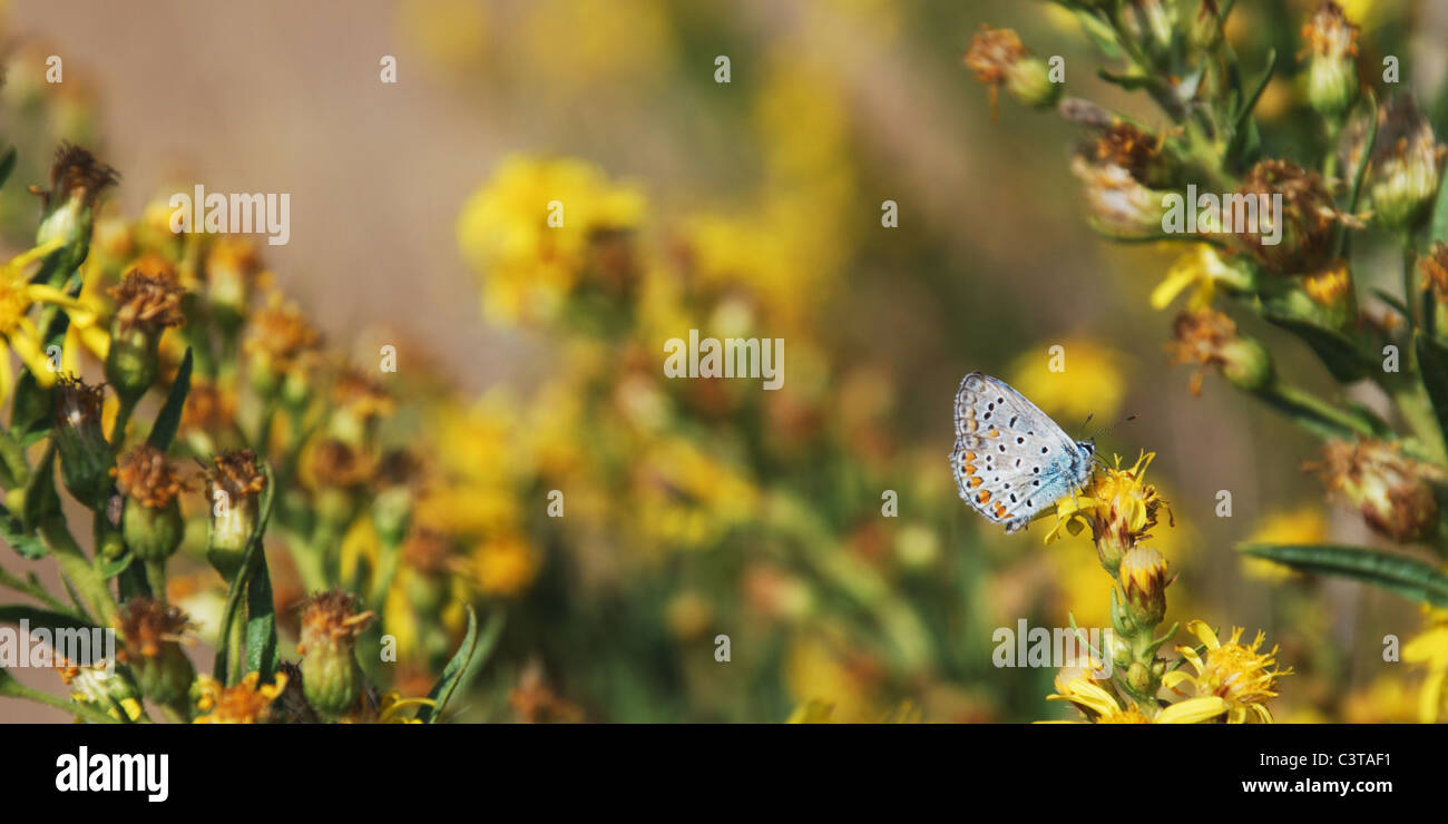Zephyr blue butterfly hi-res stock photography and images - Alamy