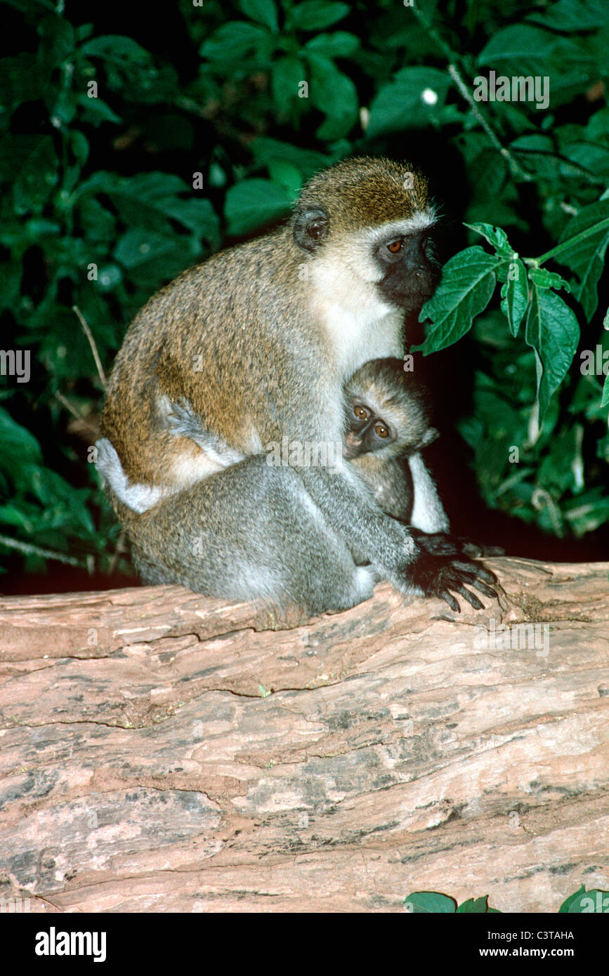 Vervet monkey (Cercopithecus aethiops: Cercopithecidae) female with her ...