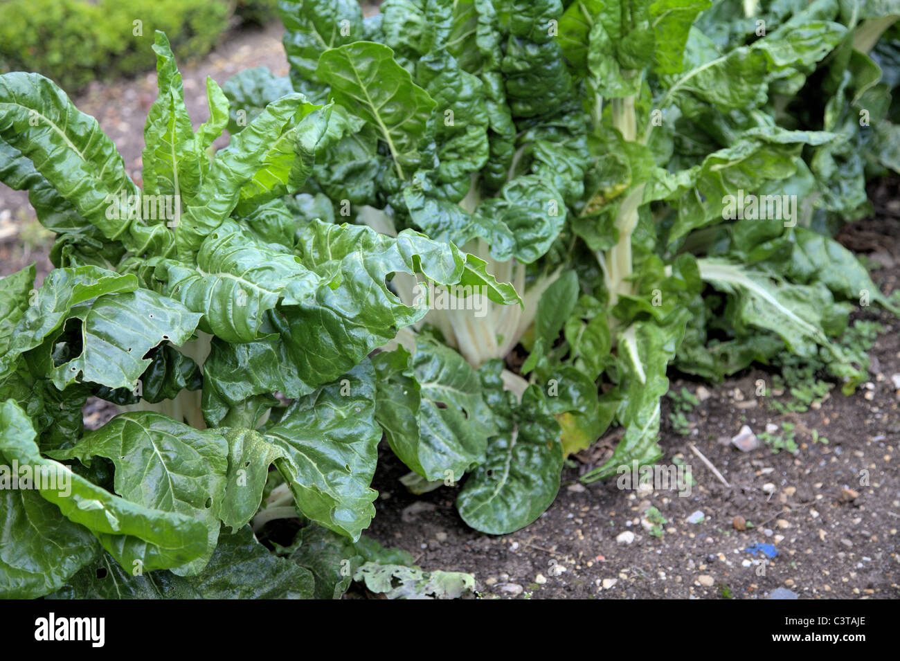 white chard leaves Stock Photo - Alamy