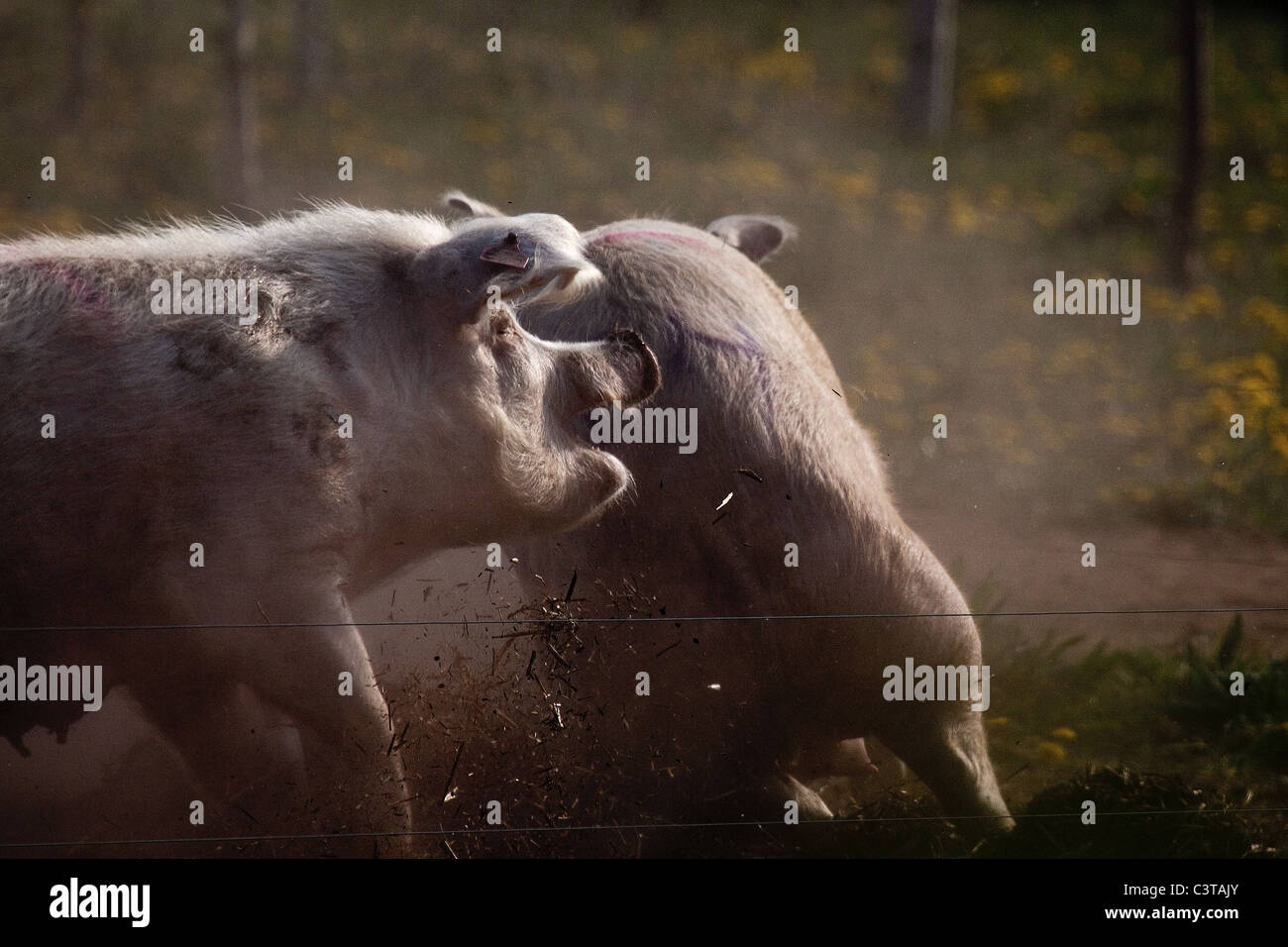 Pig fight hi-res stock photography and images - Alamy