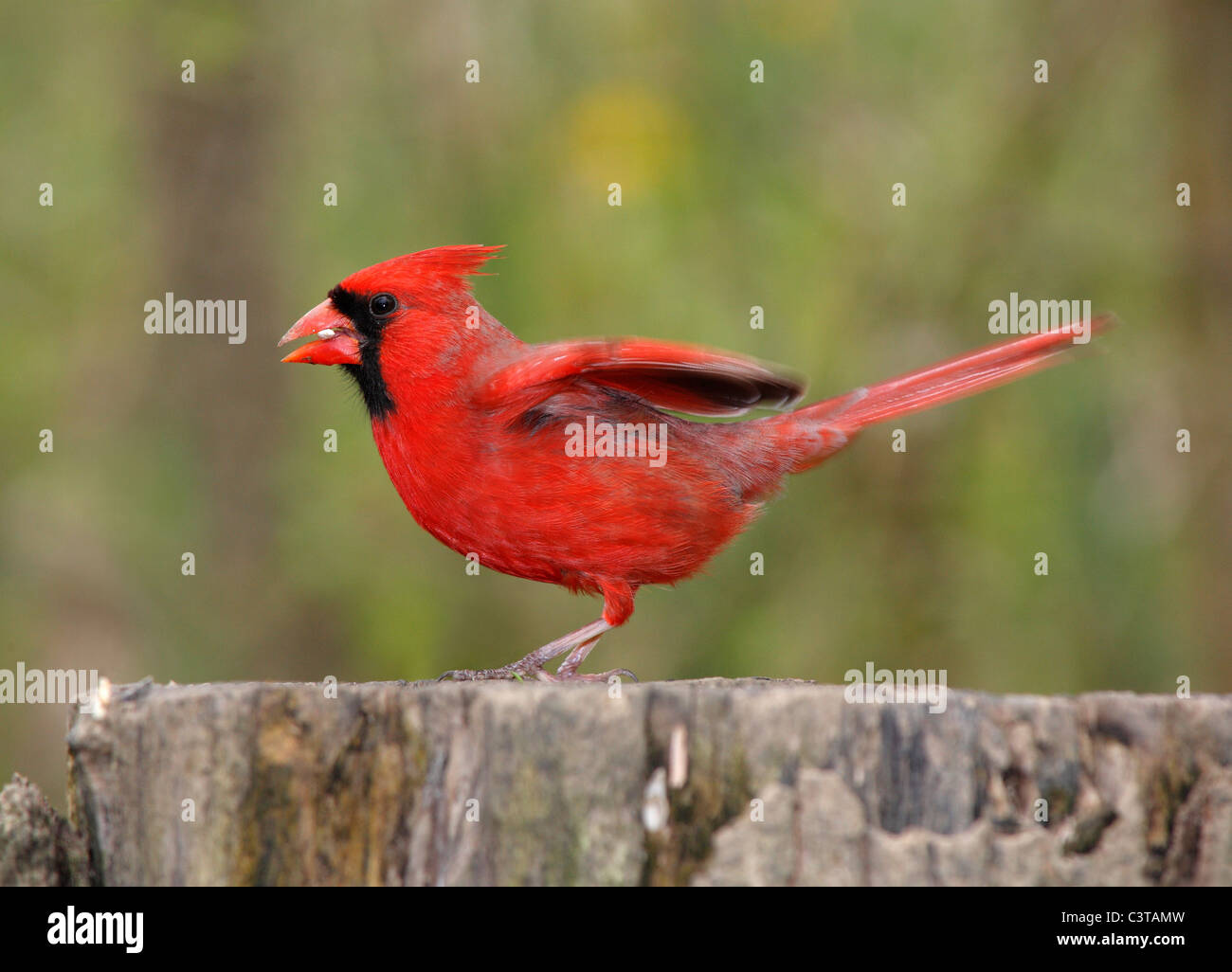 A Red Bird The Northern Cardinal Male, Taking Flight, Cardinalis ...