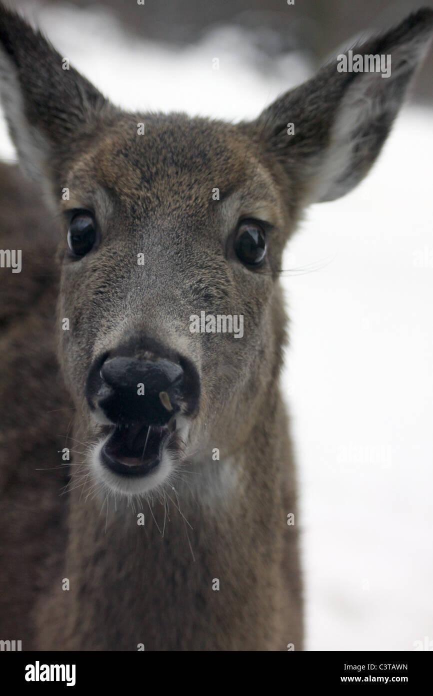 Close up doe chewing hi-res stock photography and images - Alamy