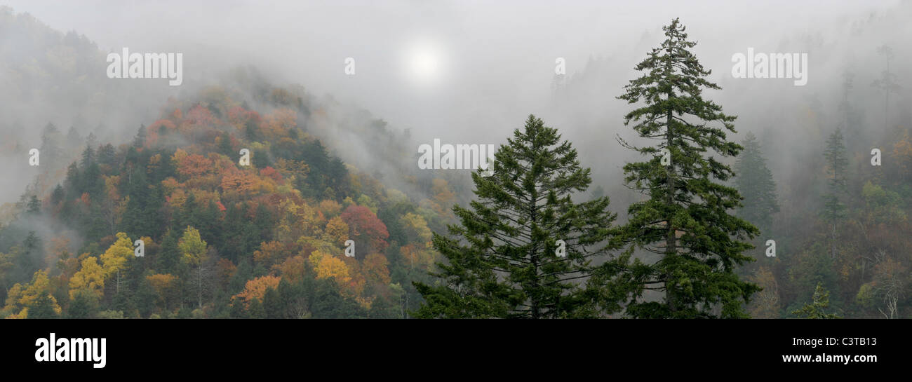 Murky forest in the mountains hi-res stock photography and images - Alamy