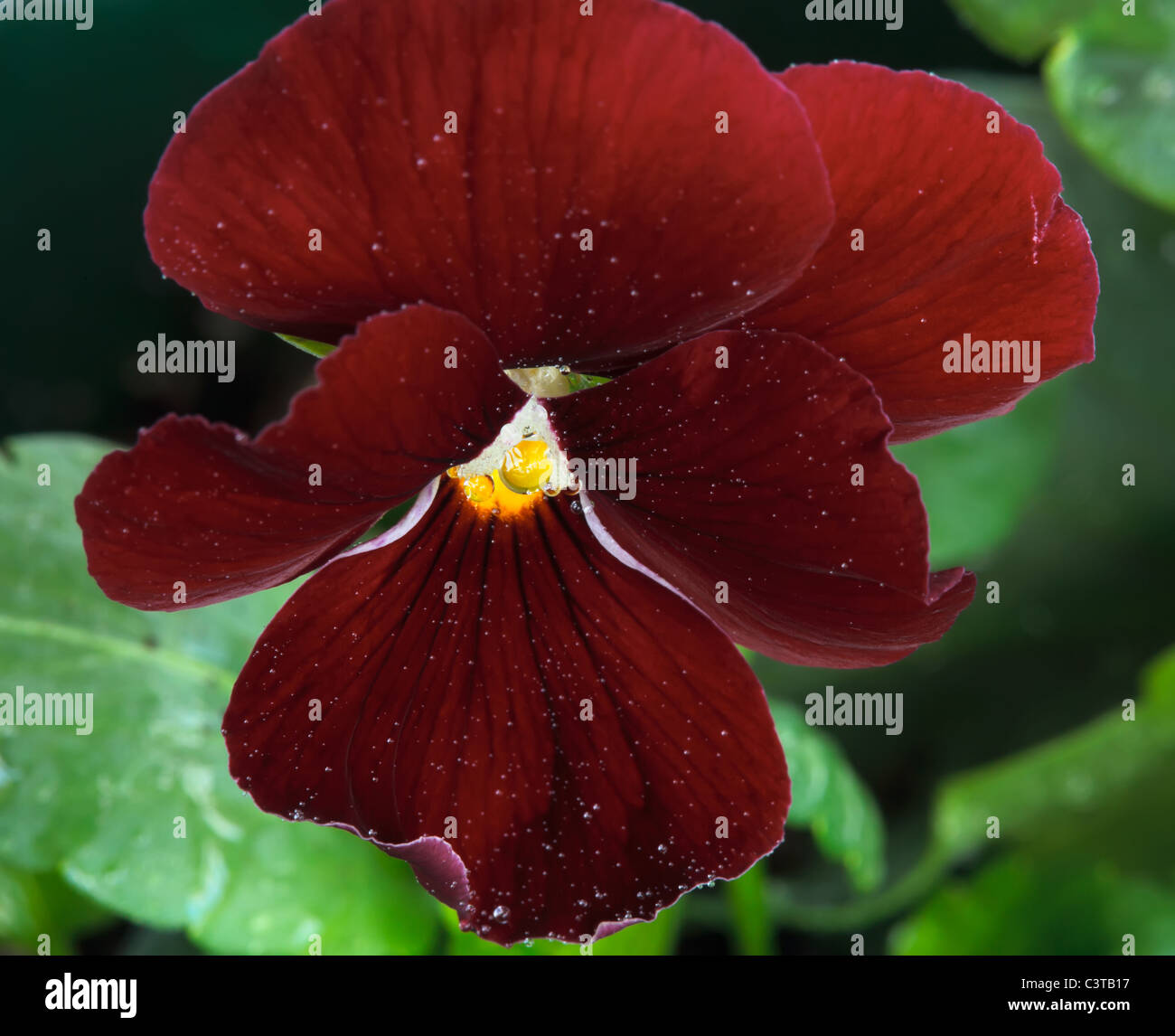 Pancy flower with raindrops, macro Stock Photo - Alamy