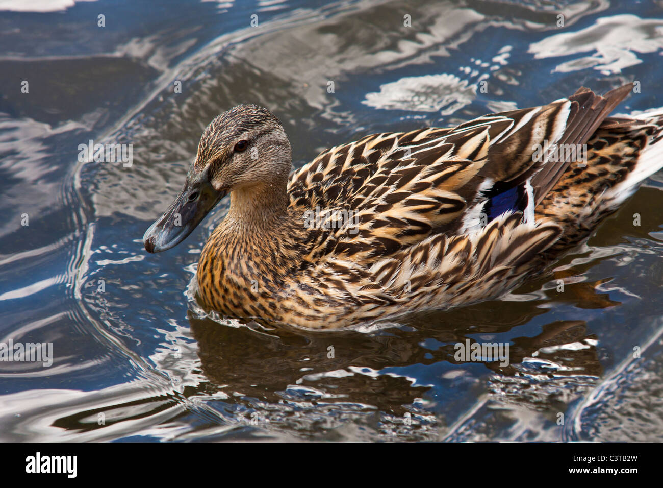 Female Mallard Duck Stock Photo - Alamy