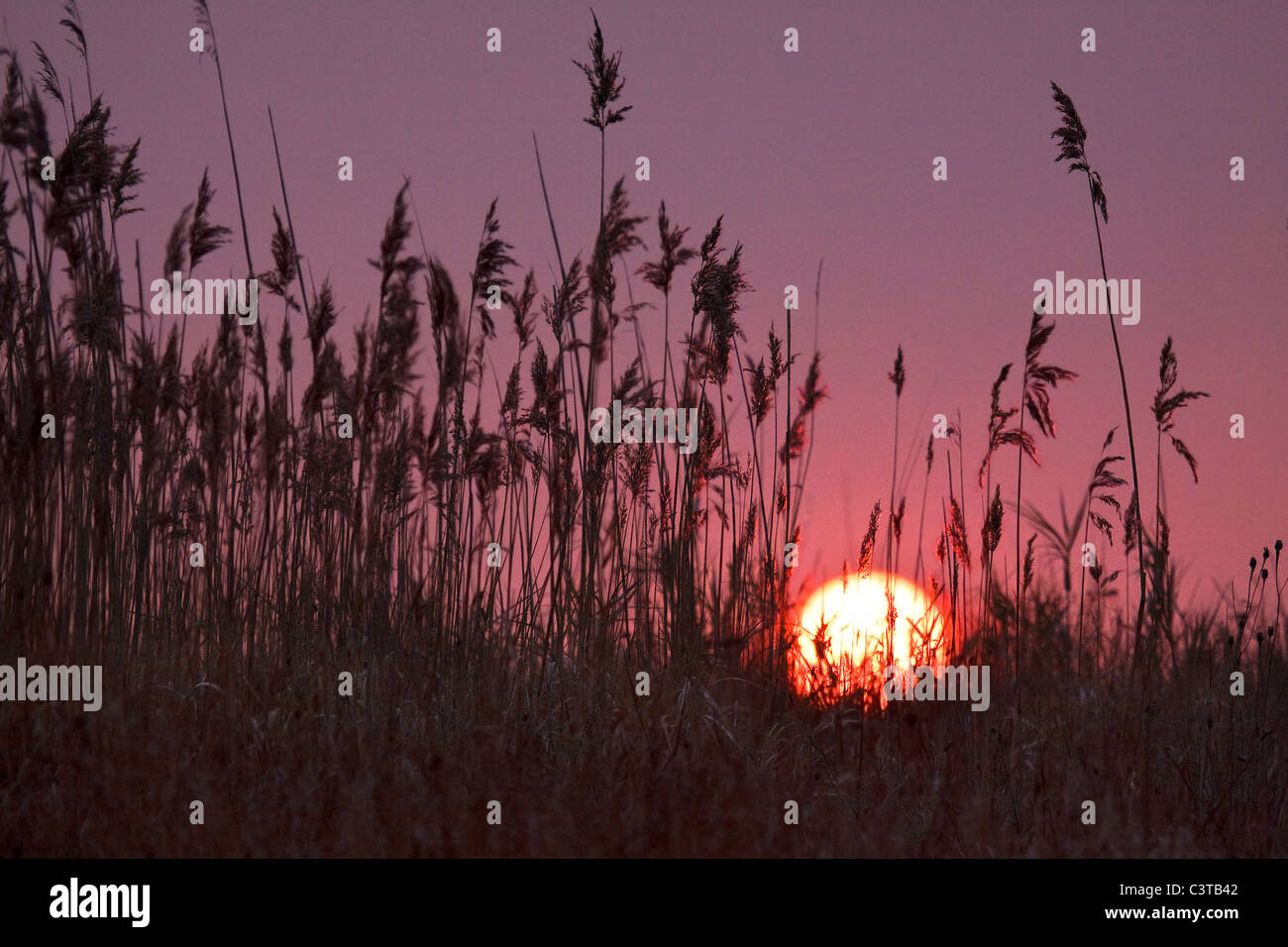 Reed bed sunset hi-res stock photography and images - Alamy