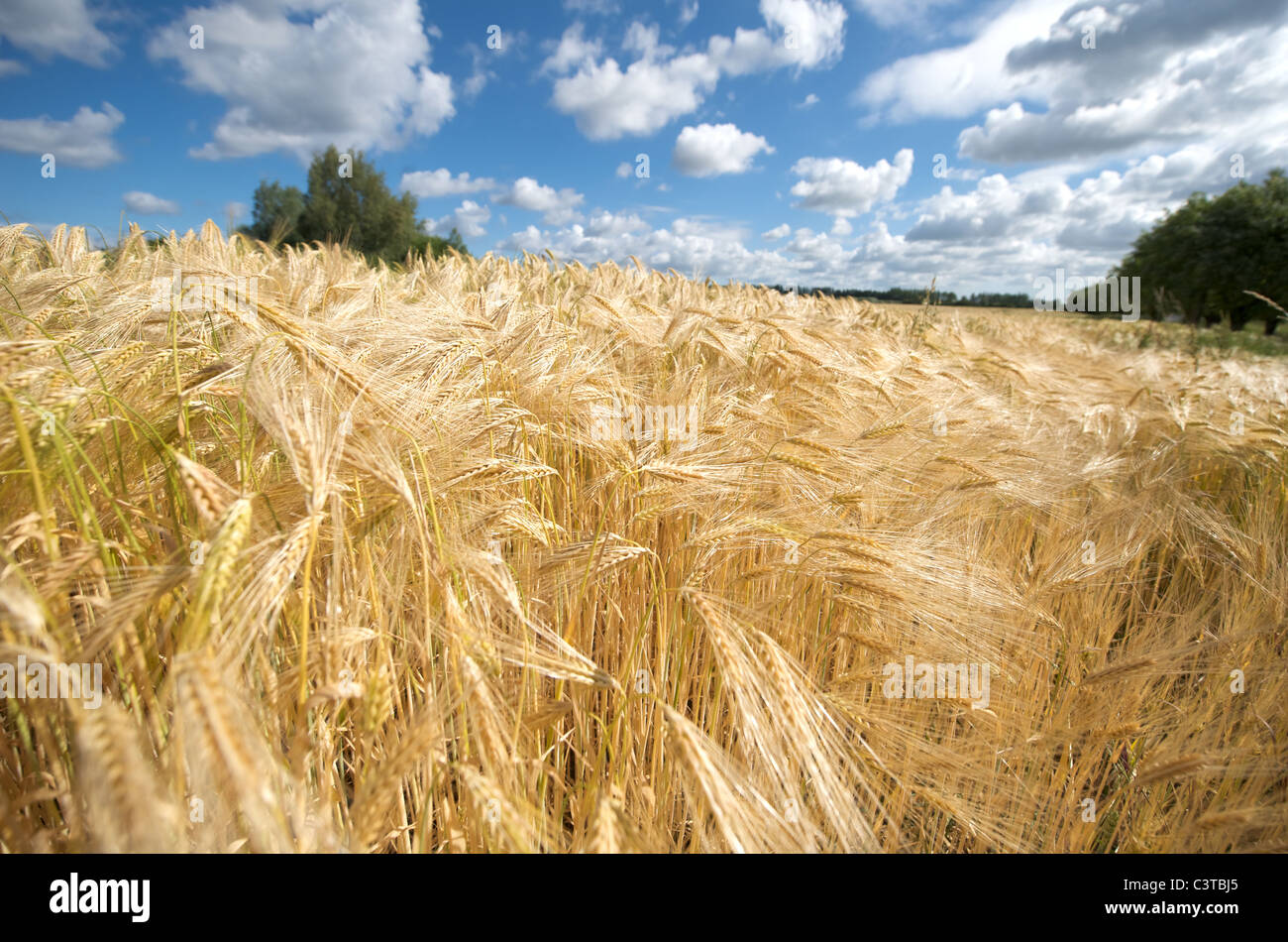 A grain field Stock Photo - Alamy