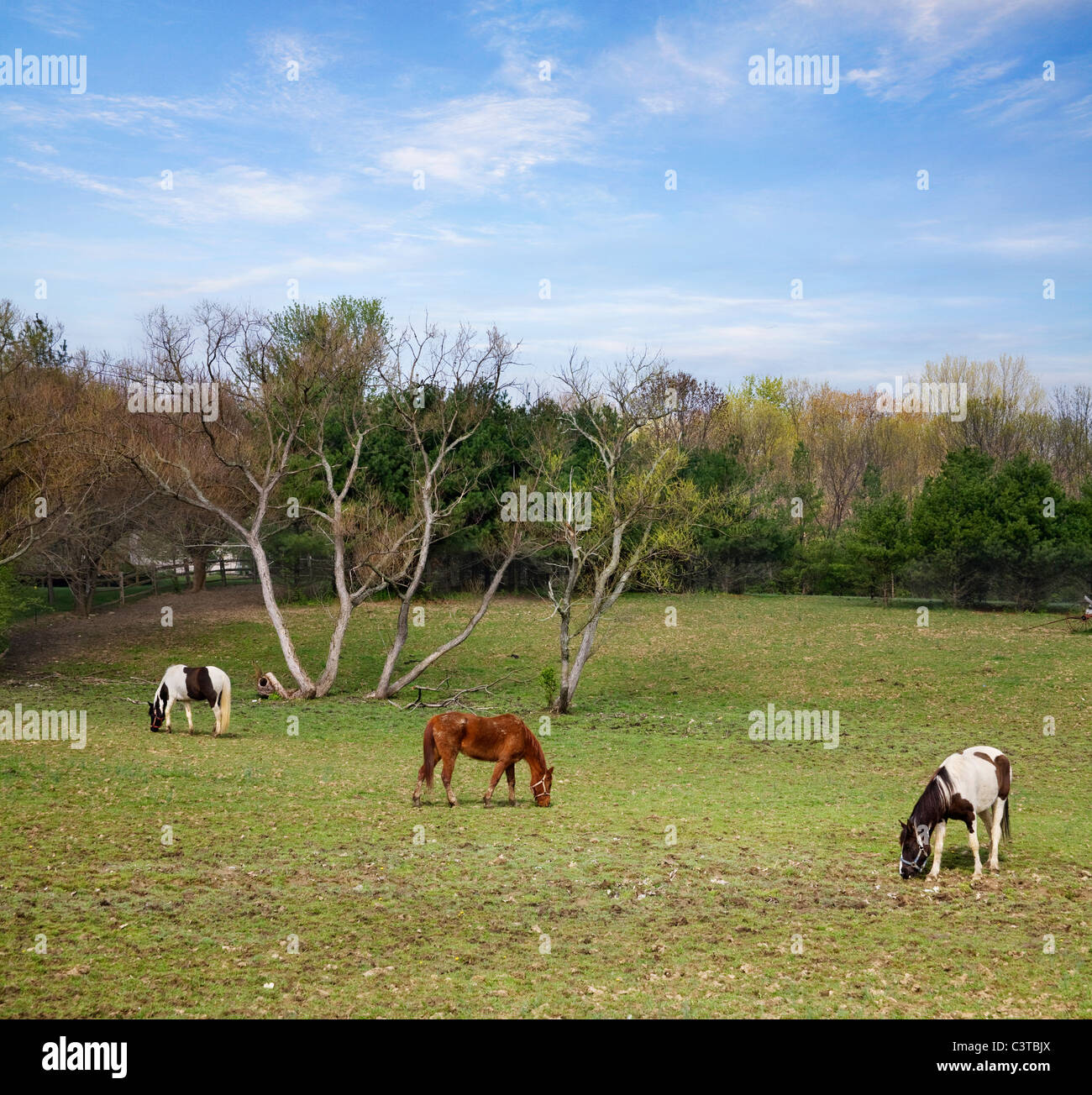 Three Grazing Horses In The Morning On A Quiet Midwestern Farm ...