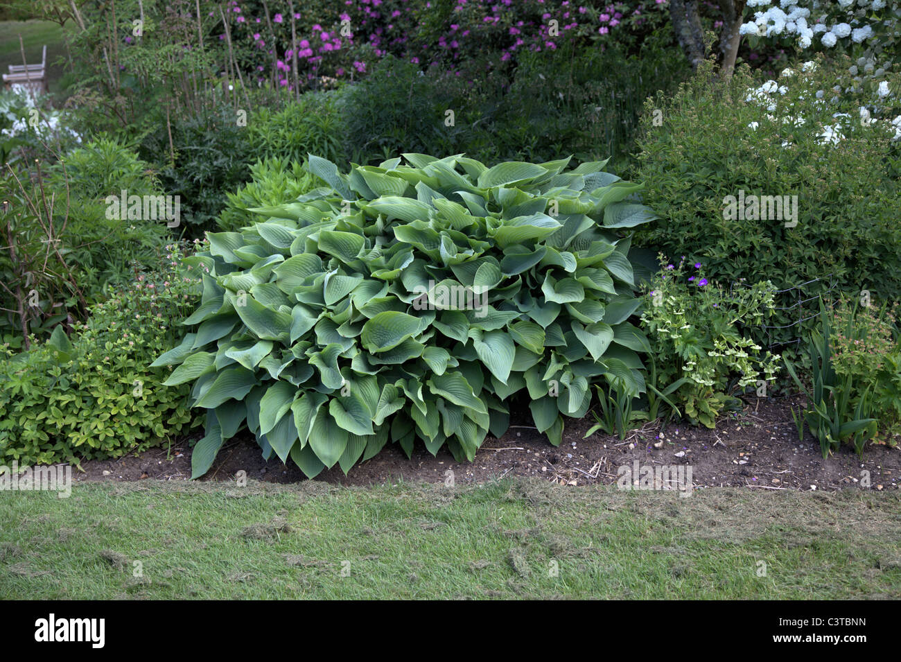 Large hosta plant Stock Photo - Alamy