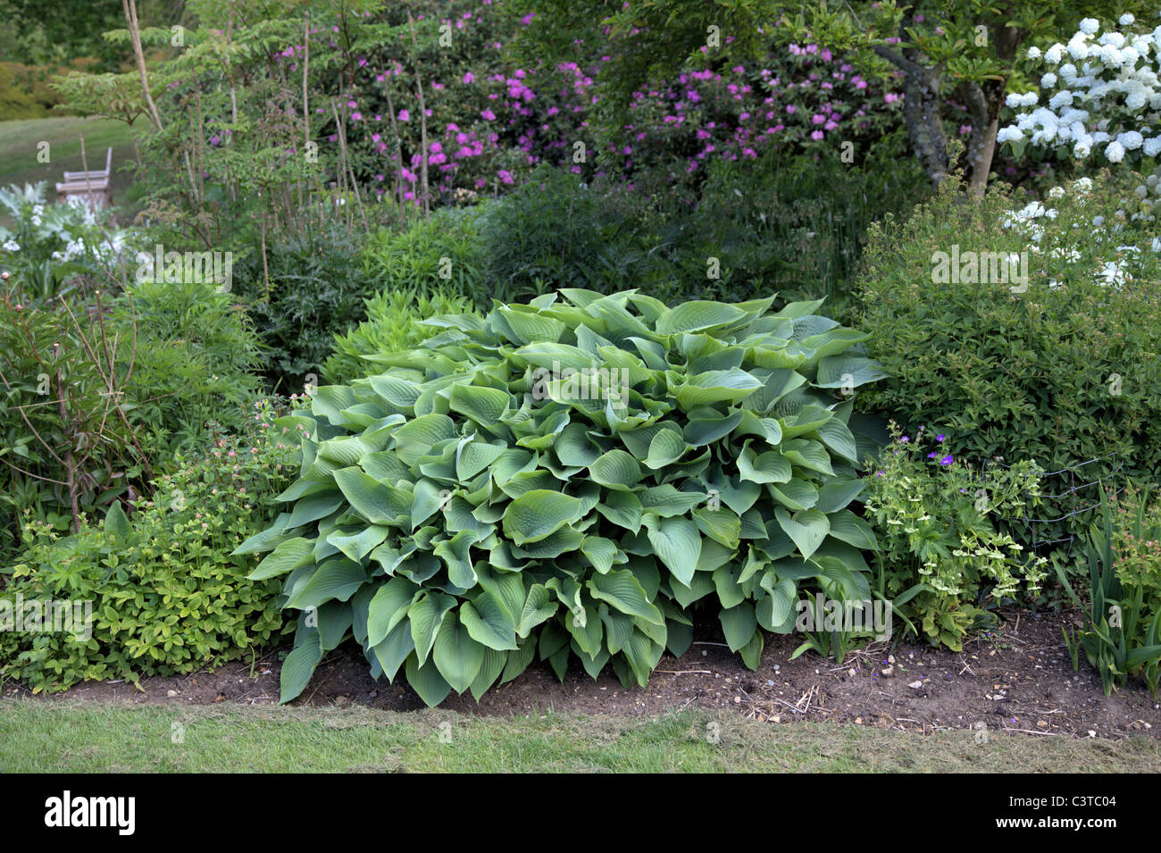 Large hosta plant Stock Photo - Alamy