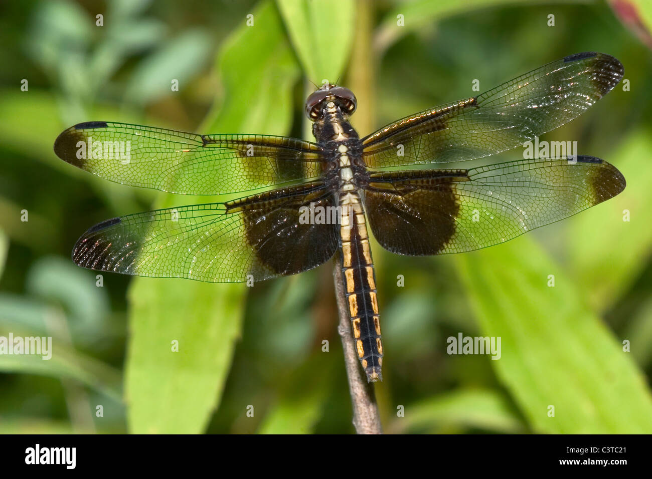 A Dragonfly, The Widow Skimmer, Libellula luctuosa, Top Down View Stock ...