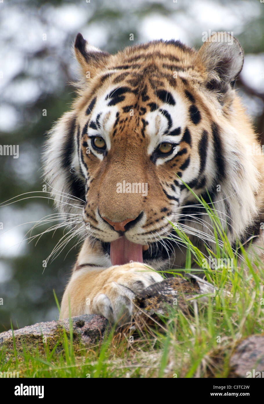 Male Amur (Siberian) tiger (headshot Stock Photo - Alamy