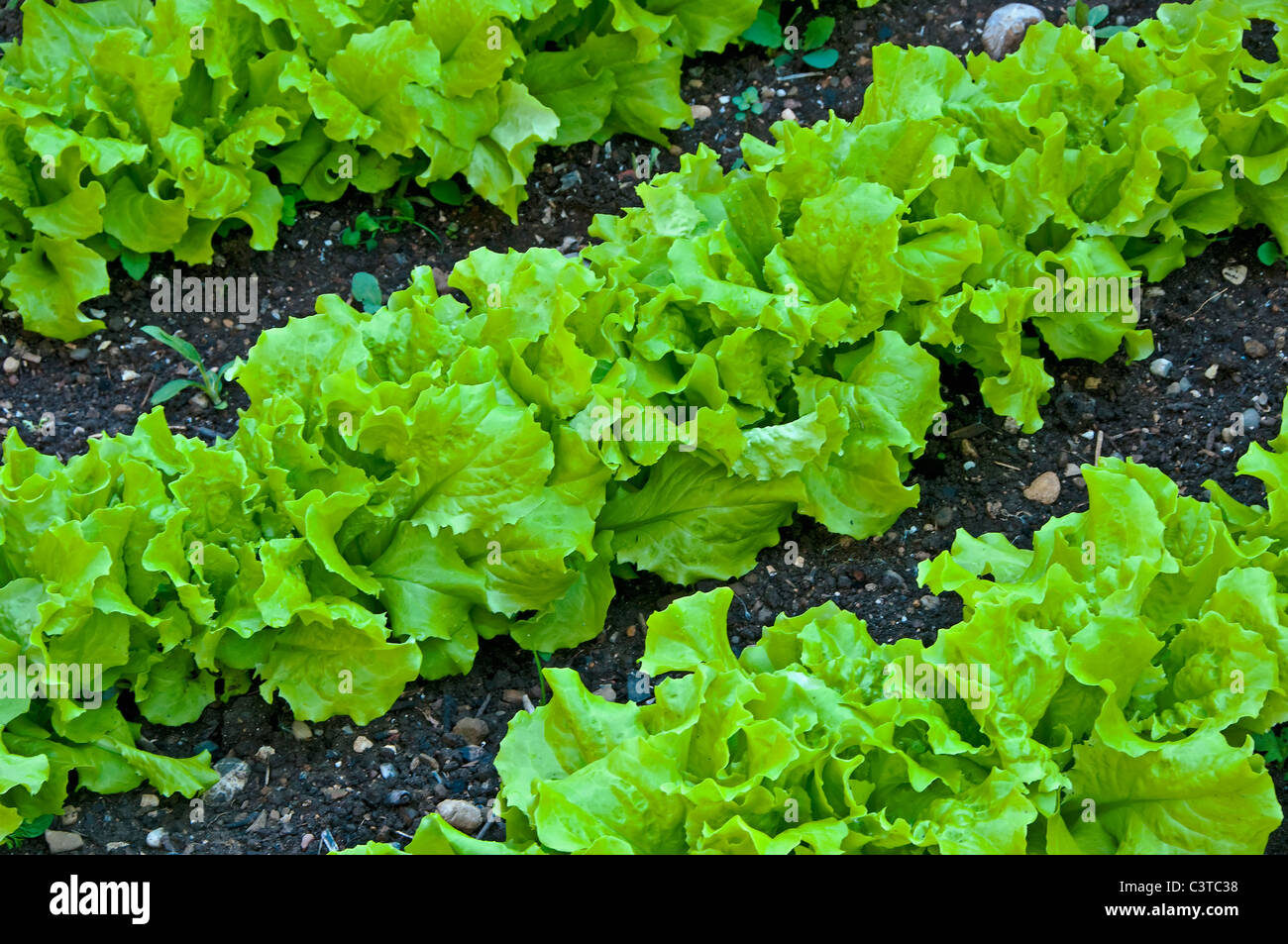Salad soil hi-res stock photography and images - Alamy