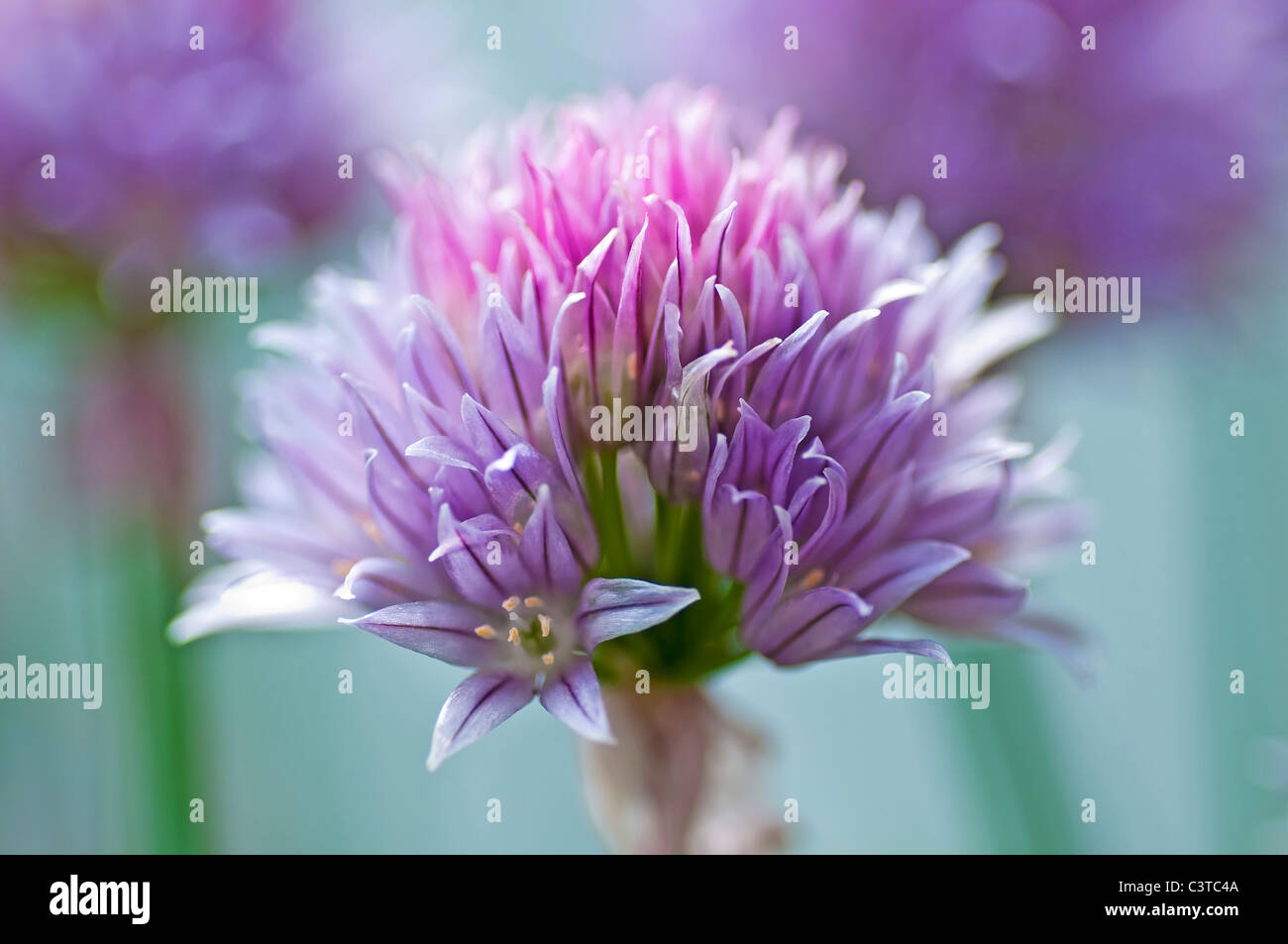 Chive field hi-res stock photography and images - Alamy