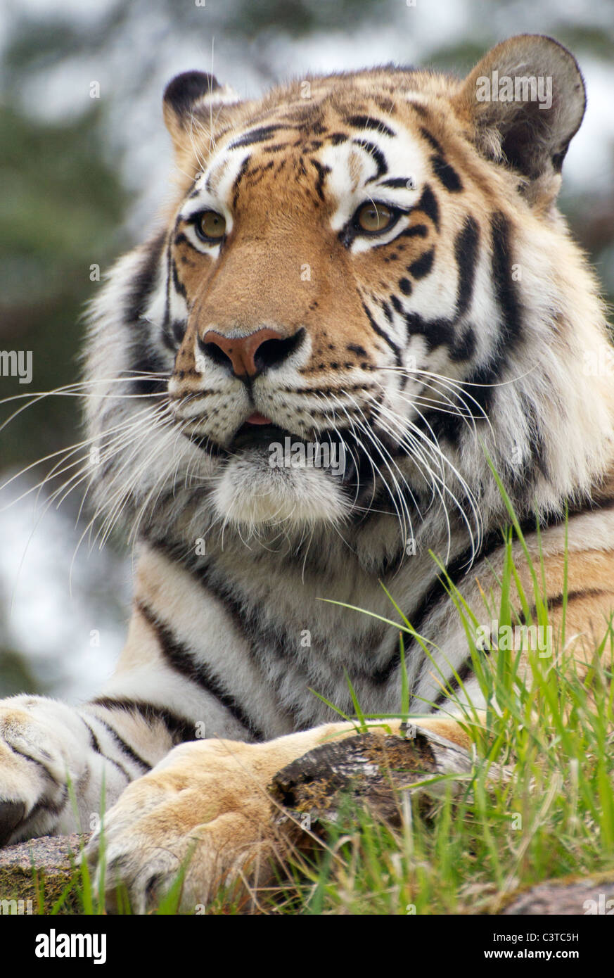 Male Amur (Siberian) tiger (headshot Stock Photo - Alamy
