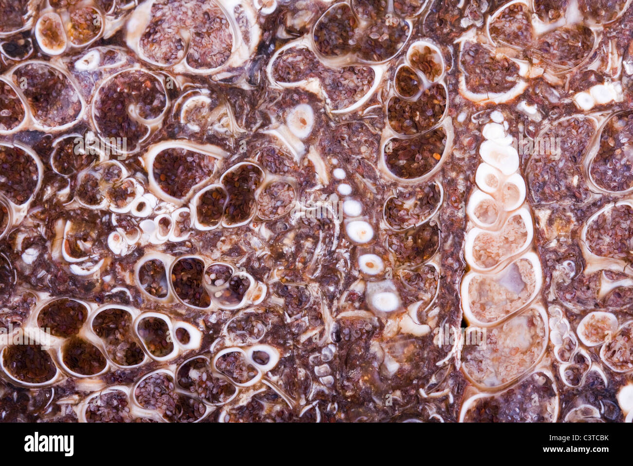 fossil turritella agate rough slab Stock Photo - Alamy