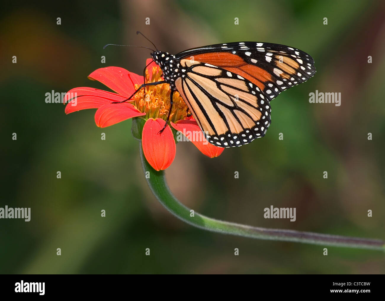 A Monarch Butterfly On A Red Flower, Danaus plexippus Stock Photo - Alamy