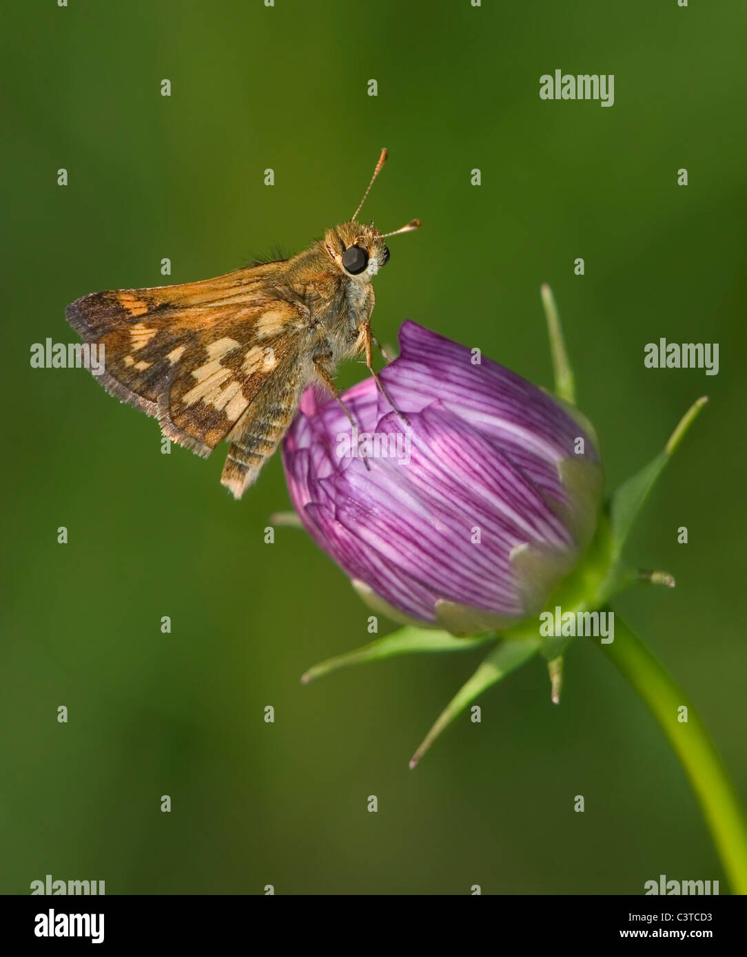 Tiny butterfly hi-res stock photography and images - Alamy