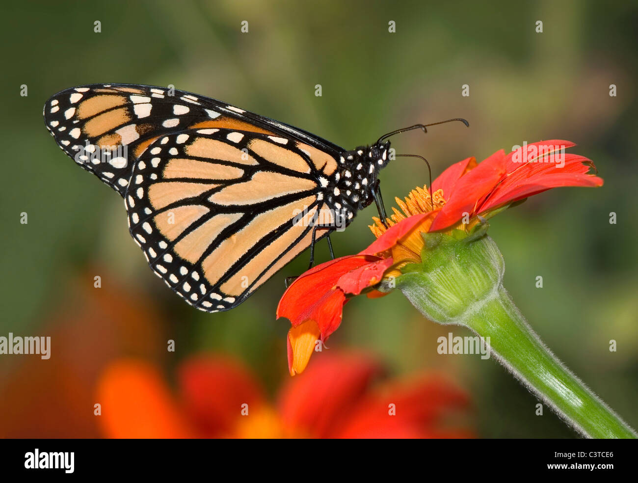 A Monarch Butterfly On A Red Flower, Danaus plexippus Stock Photo - Alamy