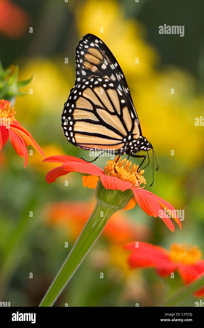 A Monarch Butterfly On Red Flower, Danaus plexippus Stock Photo - Alamy