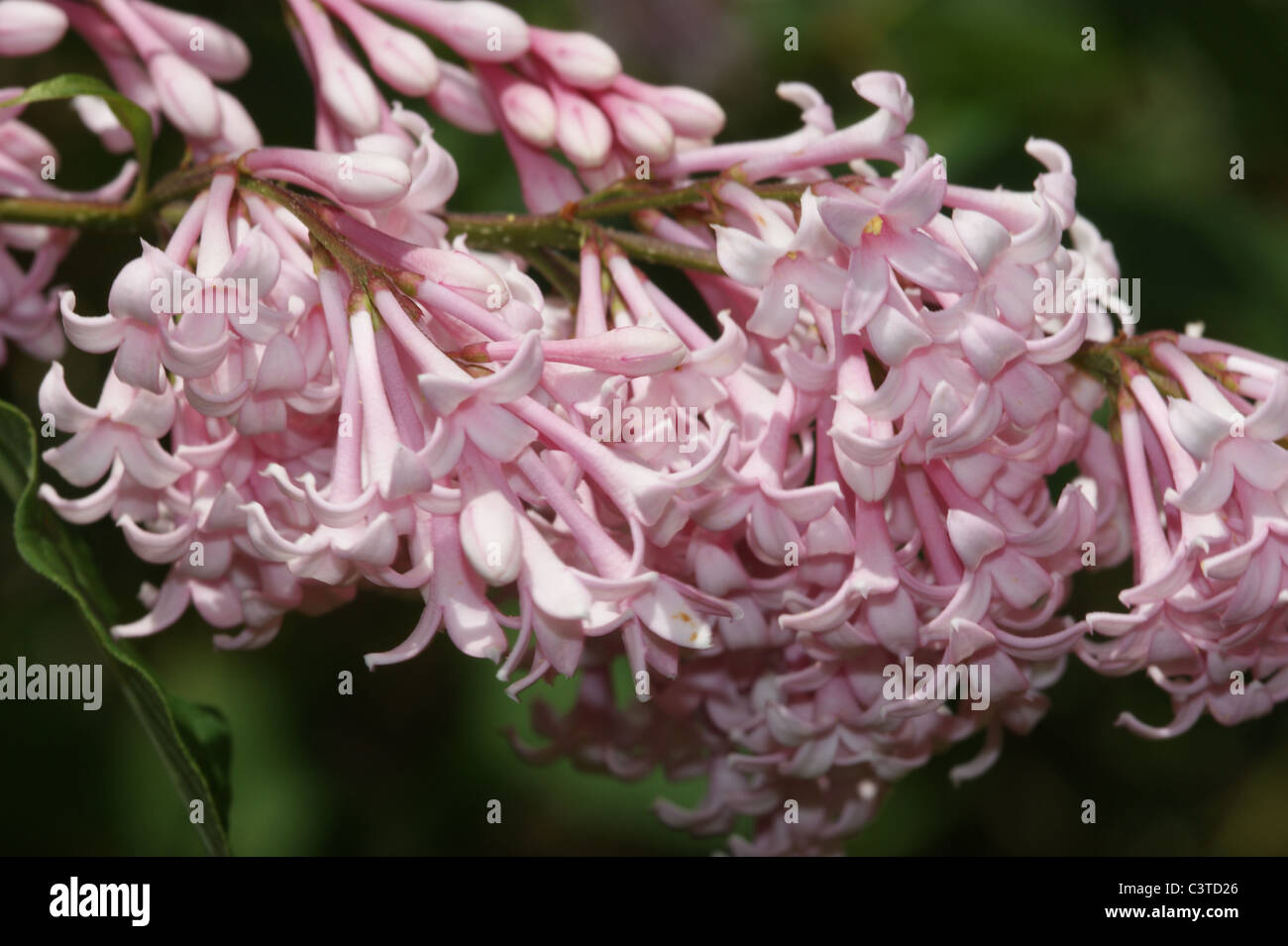 Syringa x prestoniae 'Elinor' Stock Photo - Alamy