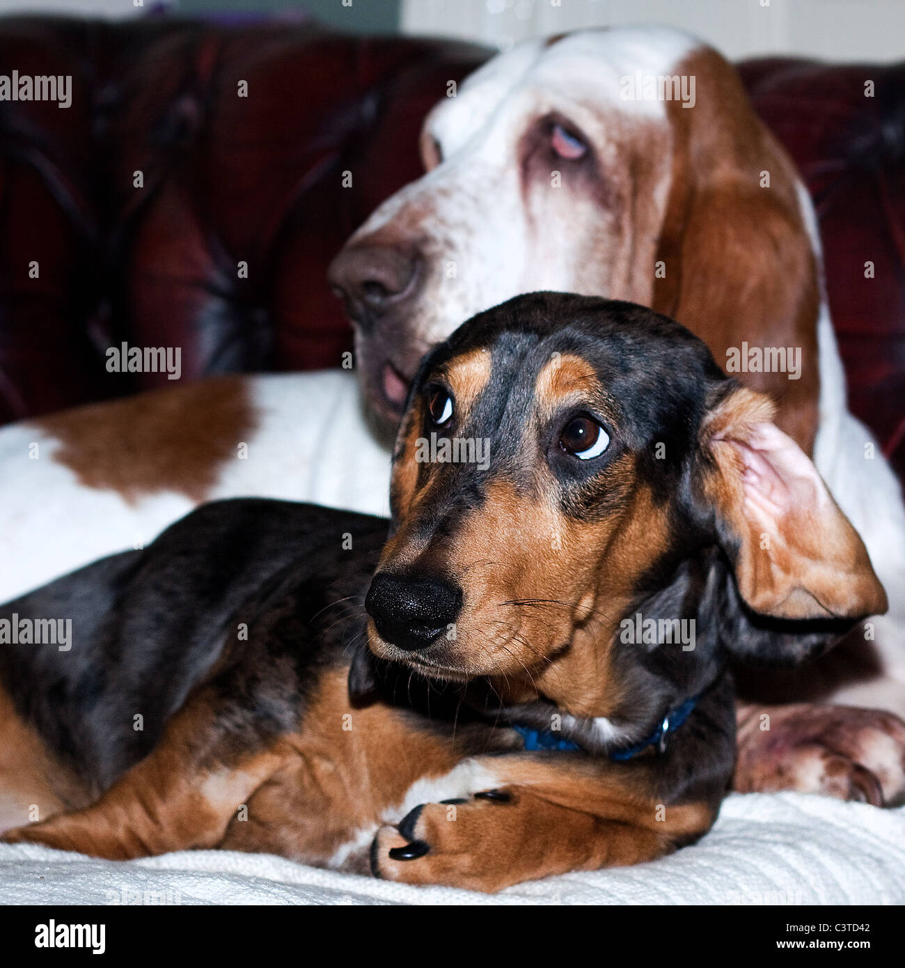 Basset cross hi-res stock photography and images - Alamy